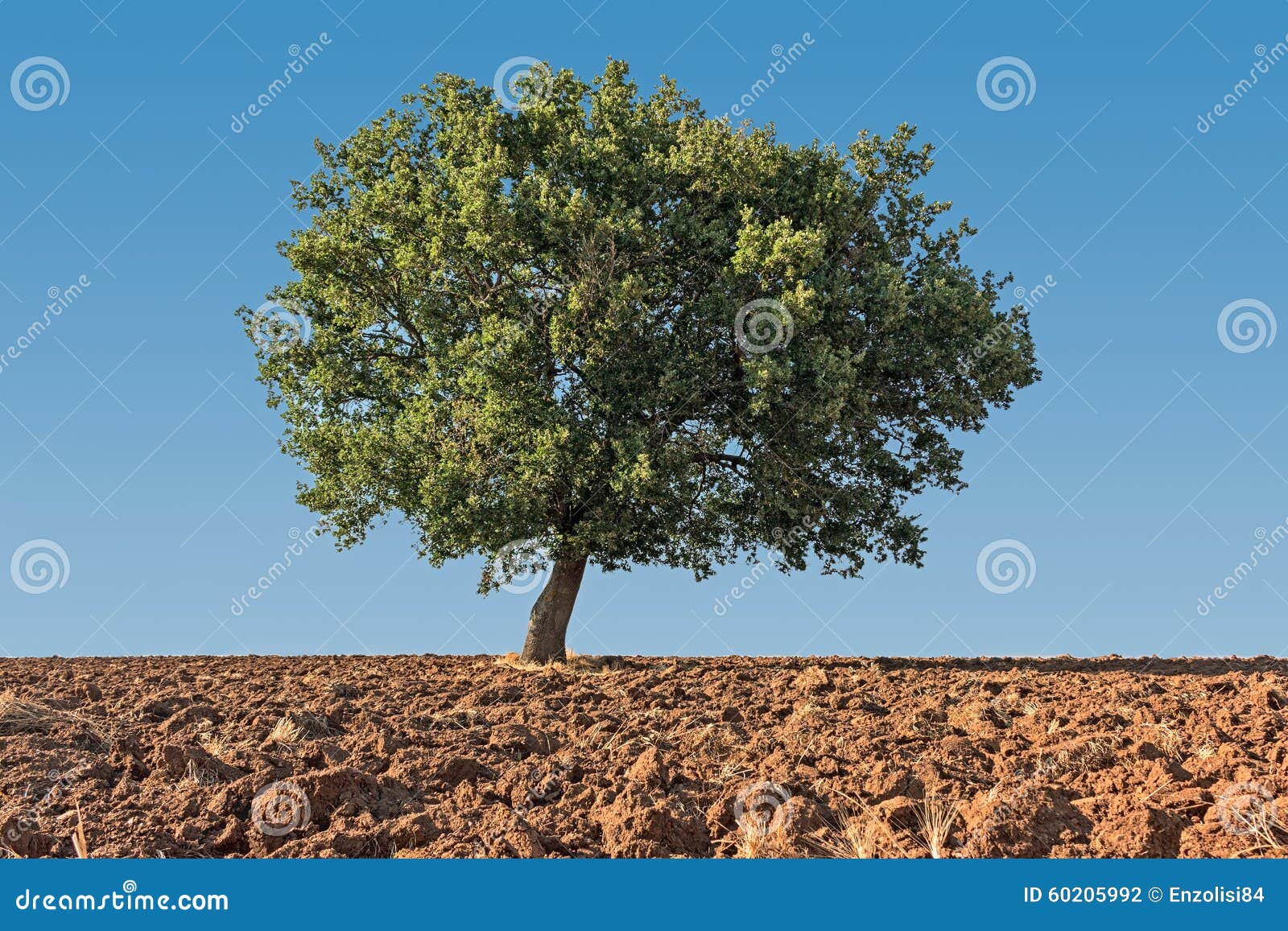 Solitaire tree stock photo. Image of leaf, land, forest - 60205992