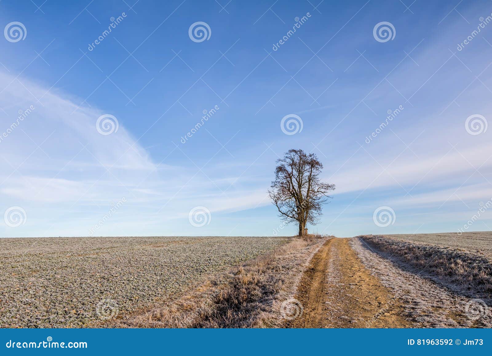 Solitaire Tree Stock Image | CartoonDealer.com #28961281