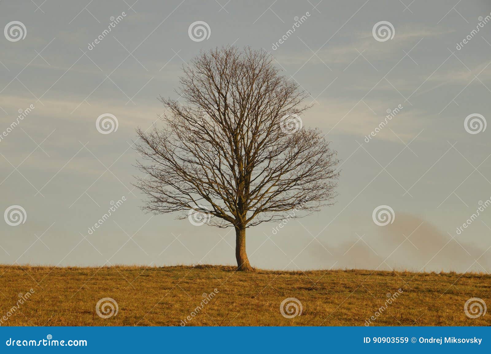 Solitaire Tree on the Meadow Stock Image - Image of brown, middle: 90903559