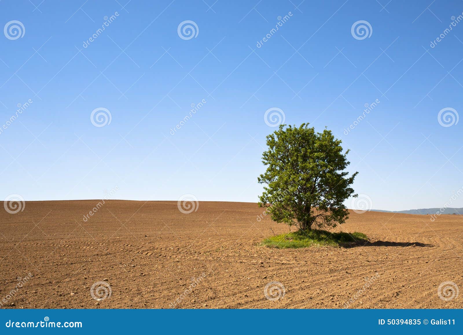 Solitaire Tree Stock Image | CartoonDealer.com #28961281