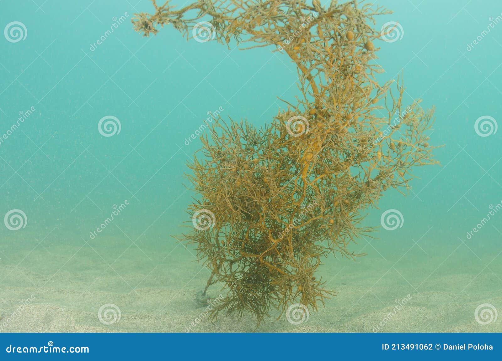 Solitary Algae on Flat Sandy Bottom Stock Photo - Image of murky ...