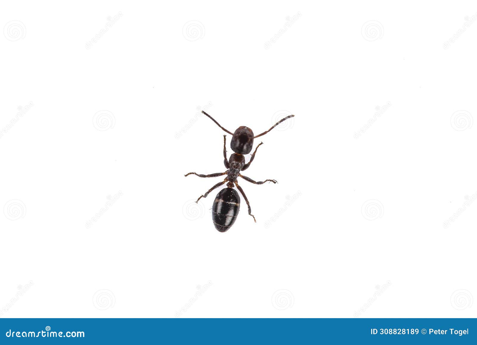 Solitary Ant: Close-up of a Tiny Insect on White Background Stock Image ...