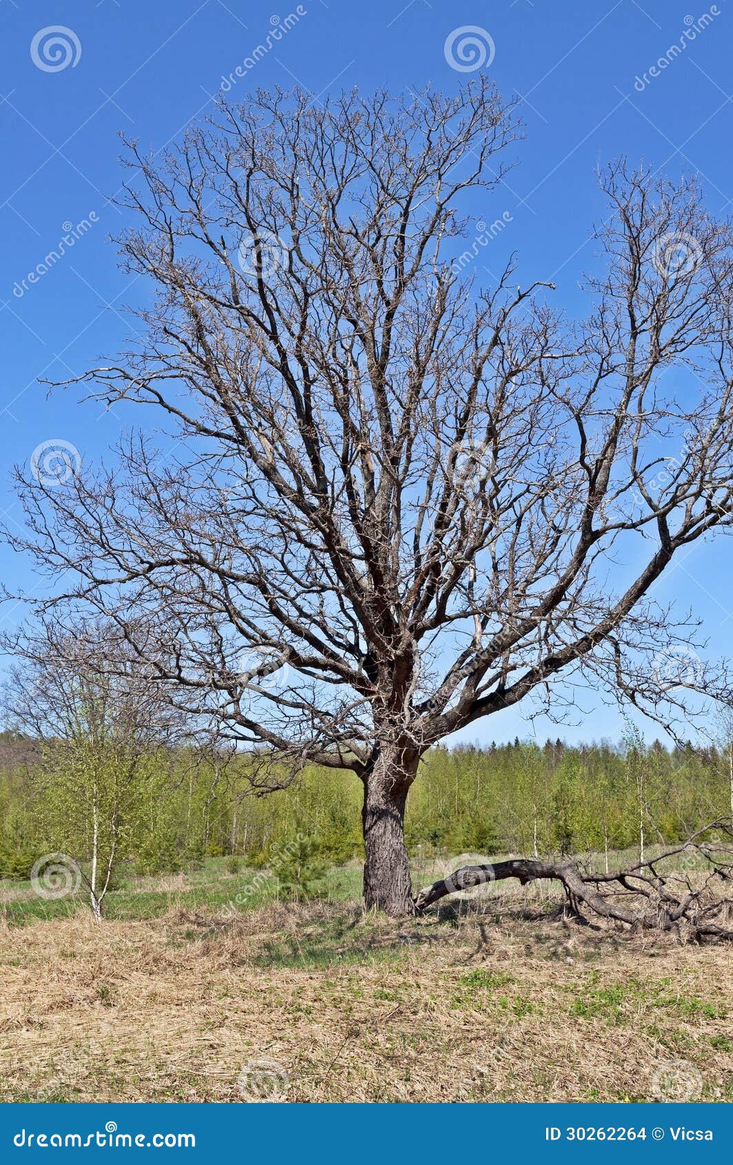 Bare Oak Tree in Spring Time Stock Photo - Image of ground, forest ...