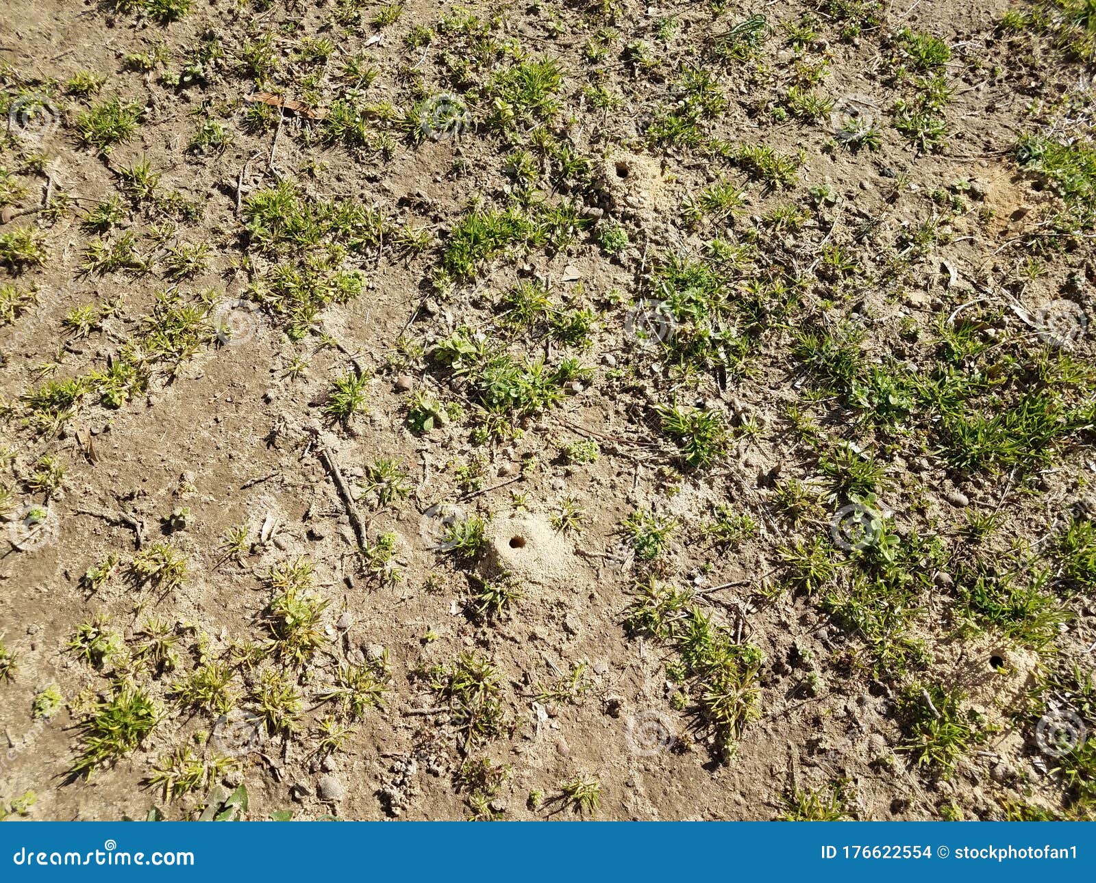 Solitary Bee Dirt Mound and Grass and Dirt Stock Photo - Image of grass ...