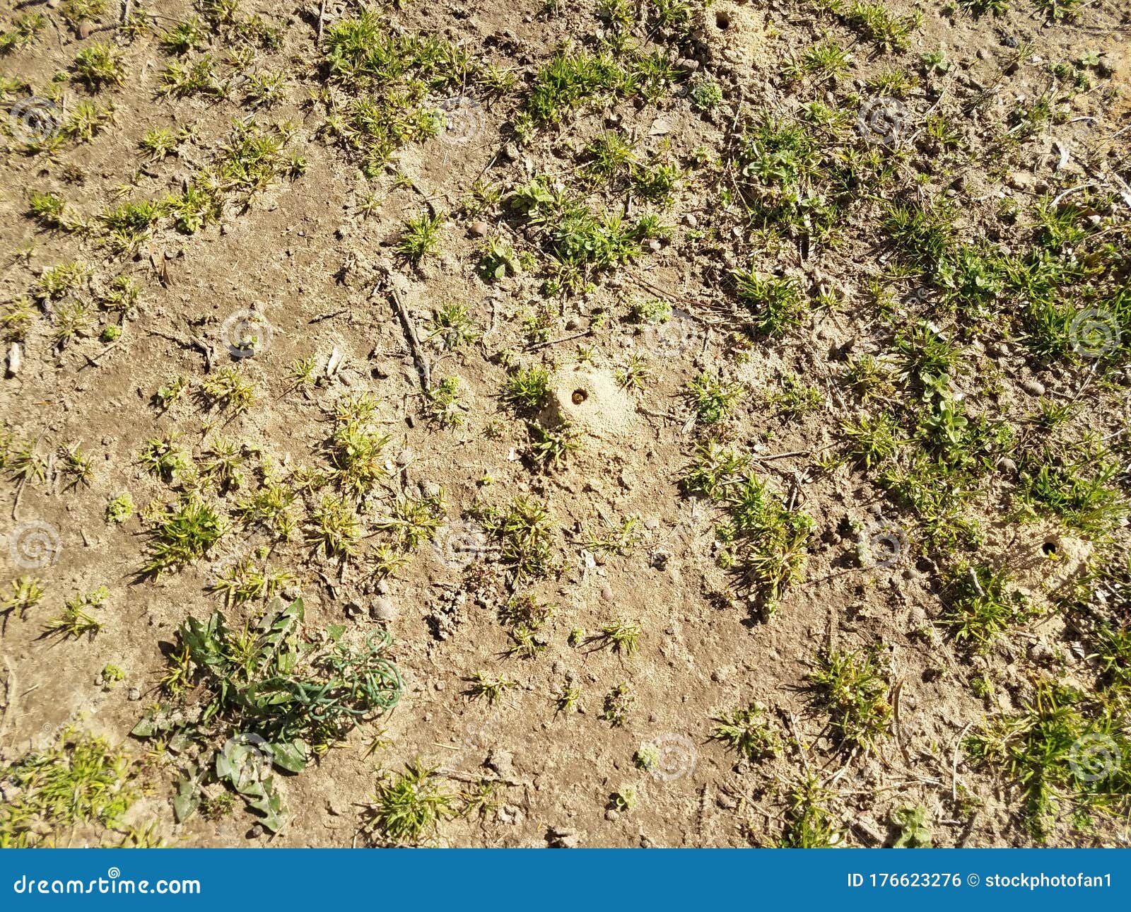 Solitary Bee Dirt Mound and Grass and Dirt Stock Photo - Image of yard ...