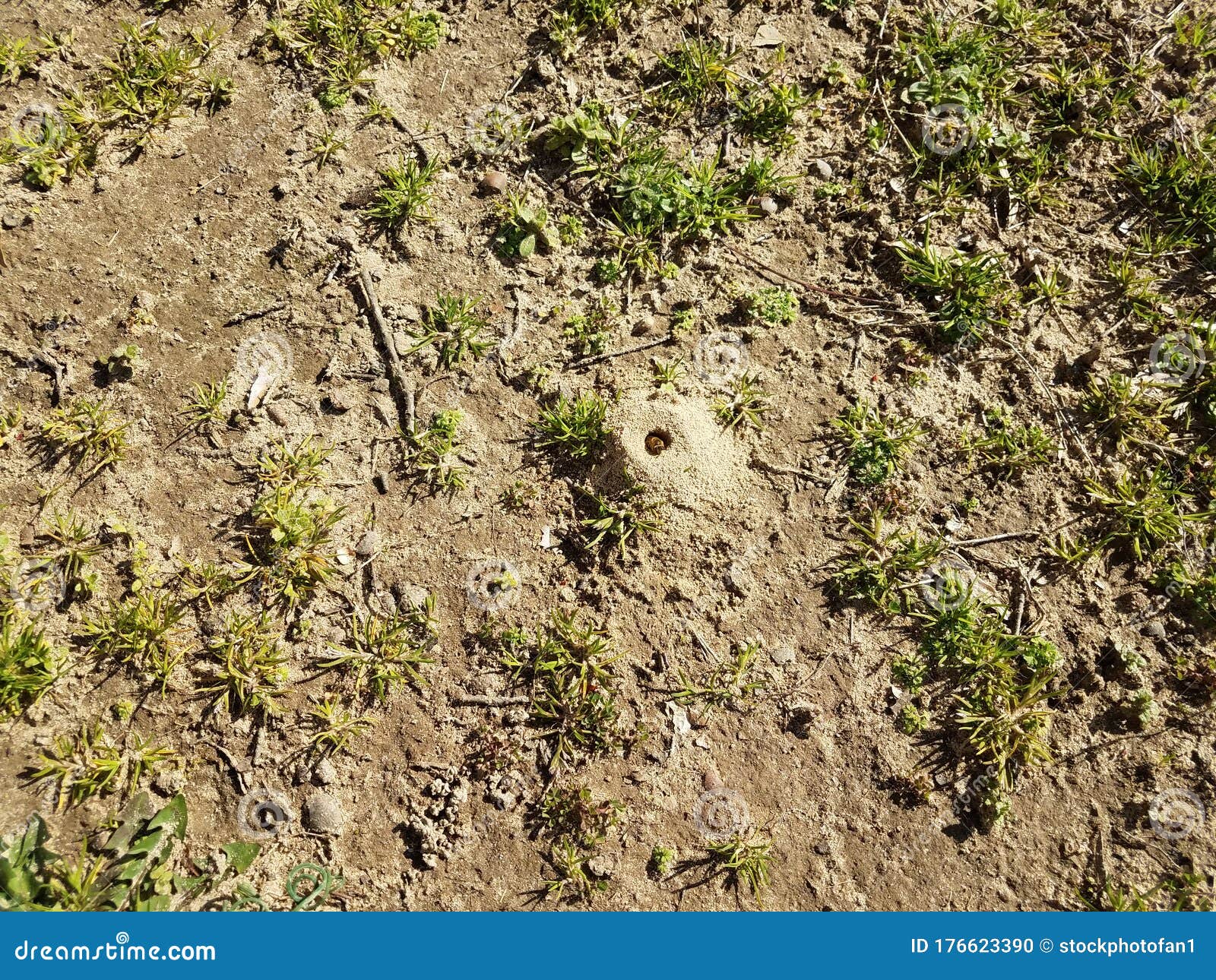 Solitary Bee Dirt Mound and Grass and Dirt Stock Photo - Image of yard ...