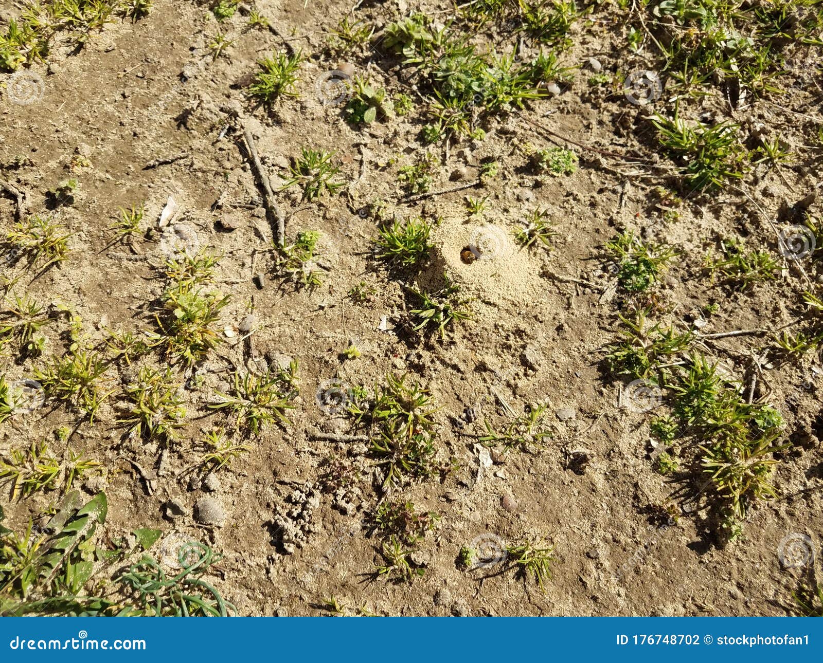 Solitary Bee Dirt Mound and Grass and Dirt Stock Photo - Image of soil ...