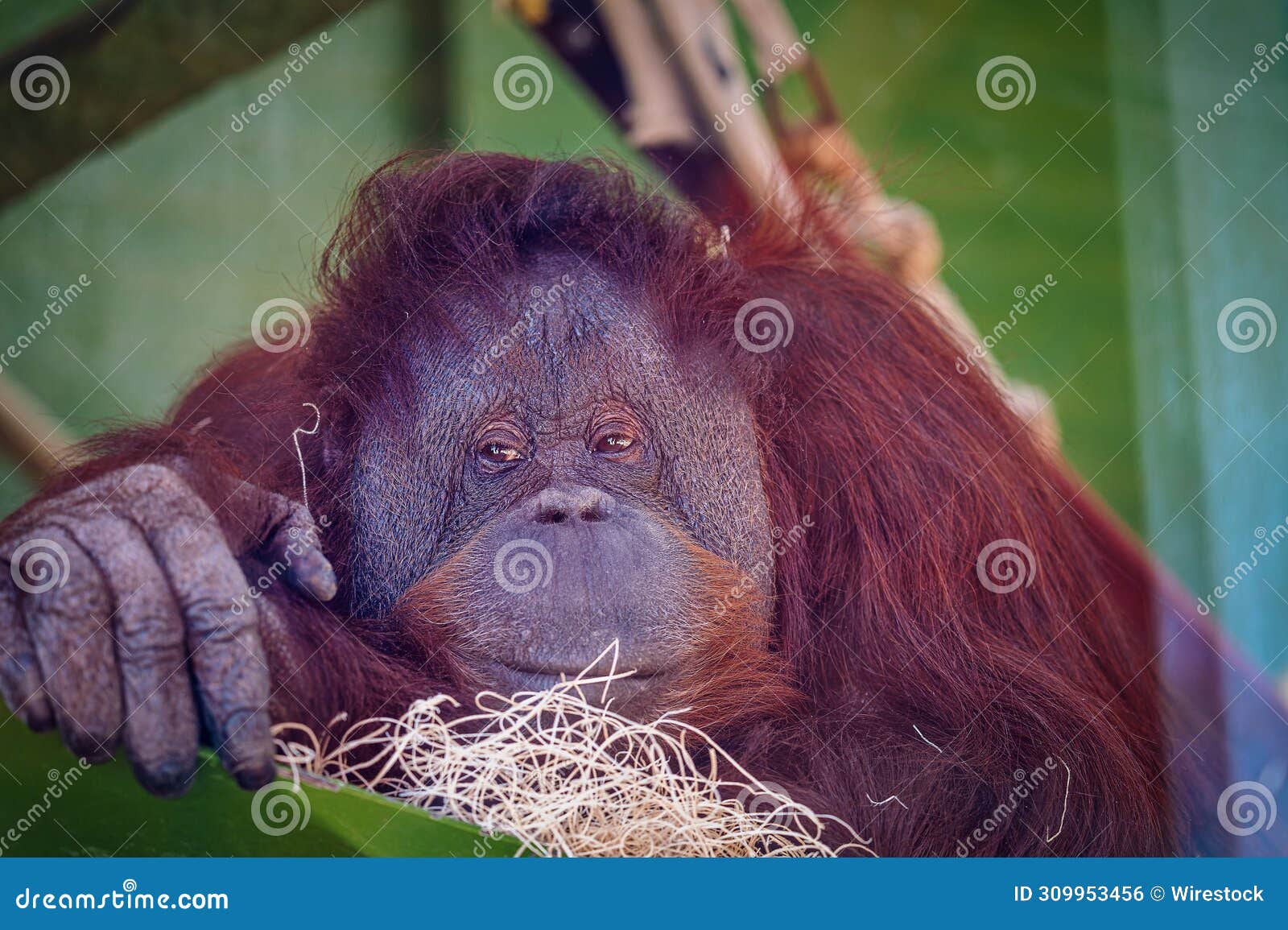 Solitary Big Monkey Resting in the Grass. Stock Photo - Image of jungle ...