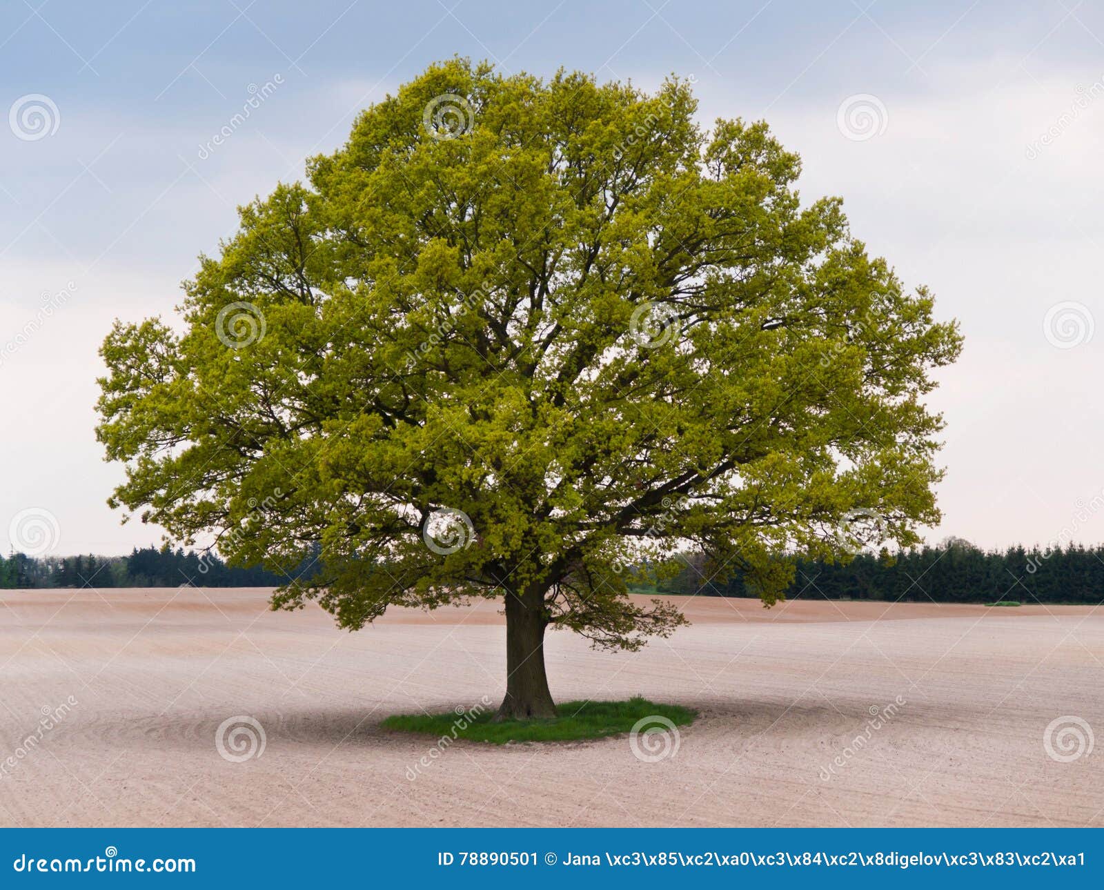 Solitary Big Oak Tree in the Middle of Field Stock Image - Image of ...