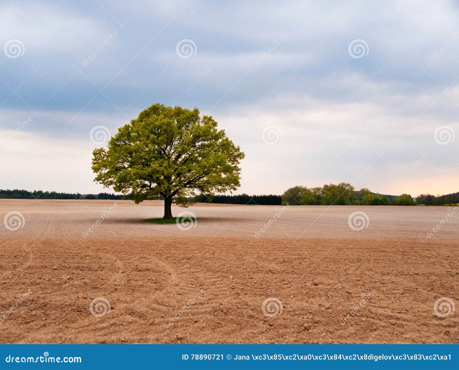 Solitary Big Oak Tree in the Middle of Field Stock Image - Image of ...