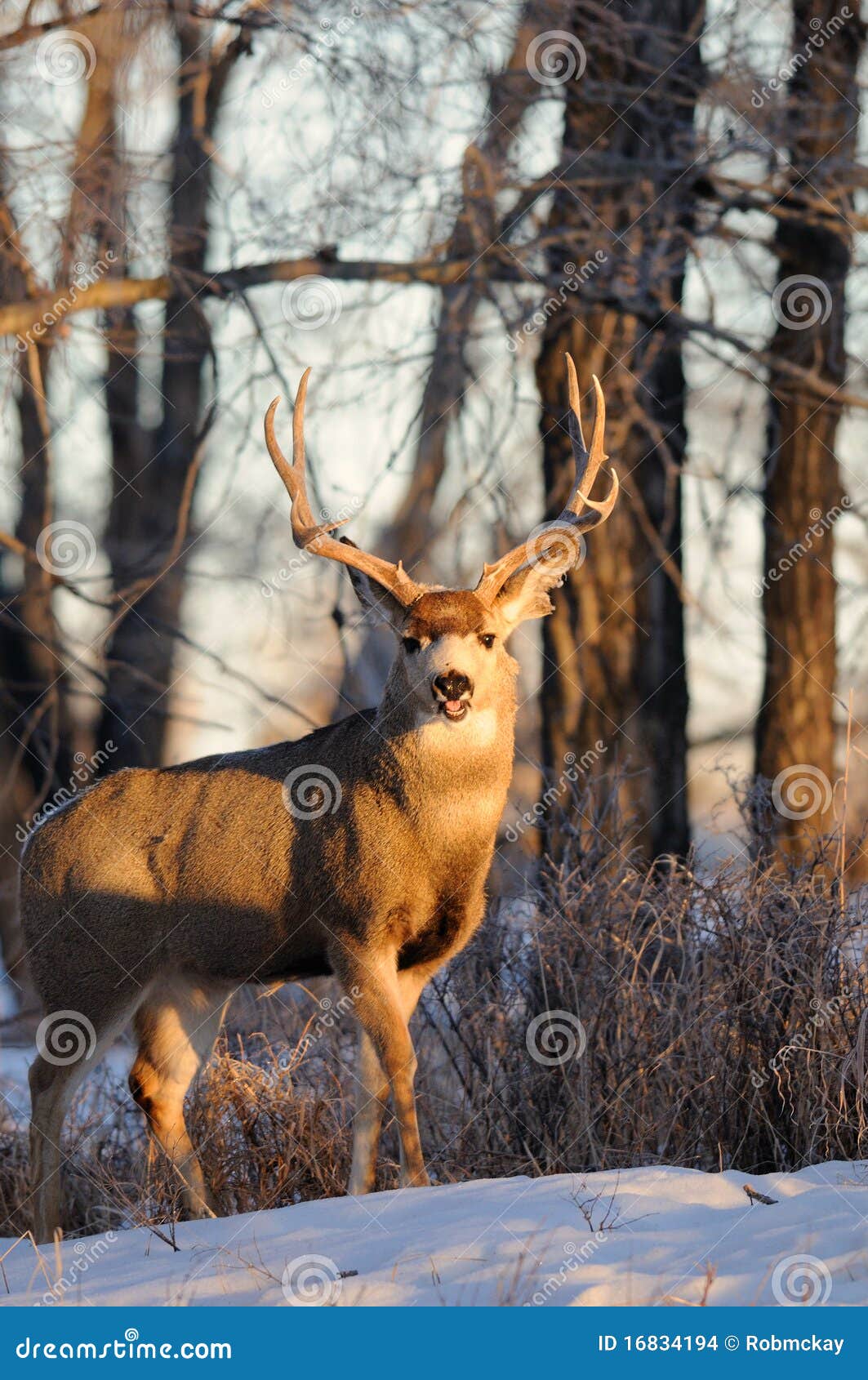 Solitary Buck Mule Deer Standing Stock Photo - Image of alone, hemionus ...
