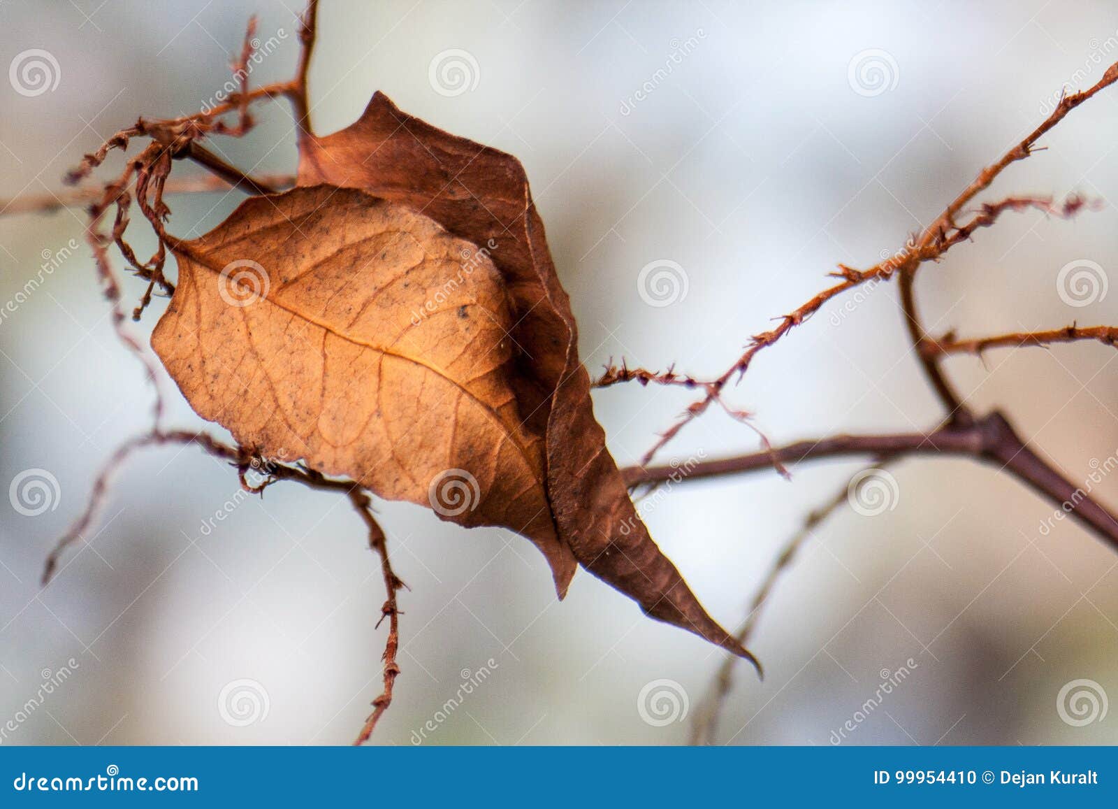 Solitary dead leaf stock photo. Image of dead, natural - 99954410