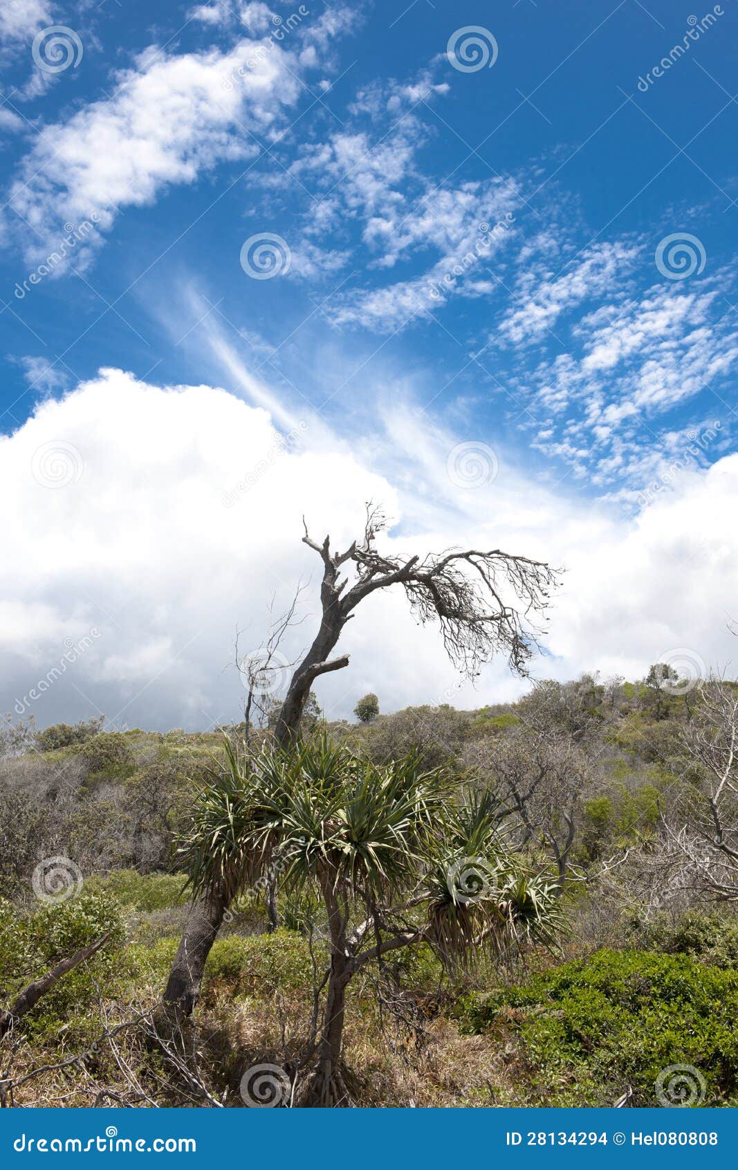 Solitary Dead Tree, Fraser Island, Australia Stock Photo - Image of ...