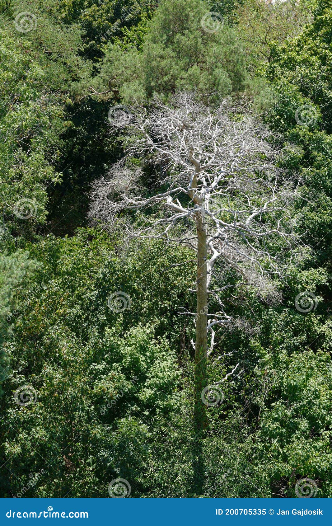 A Solitary Dead Tree or Dry Tree among Green Foliage of a Deciduous ...