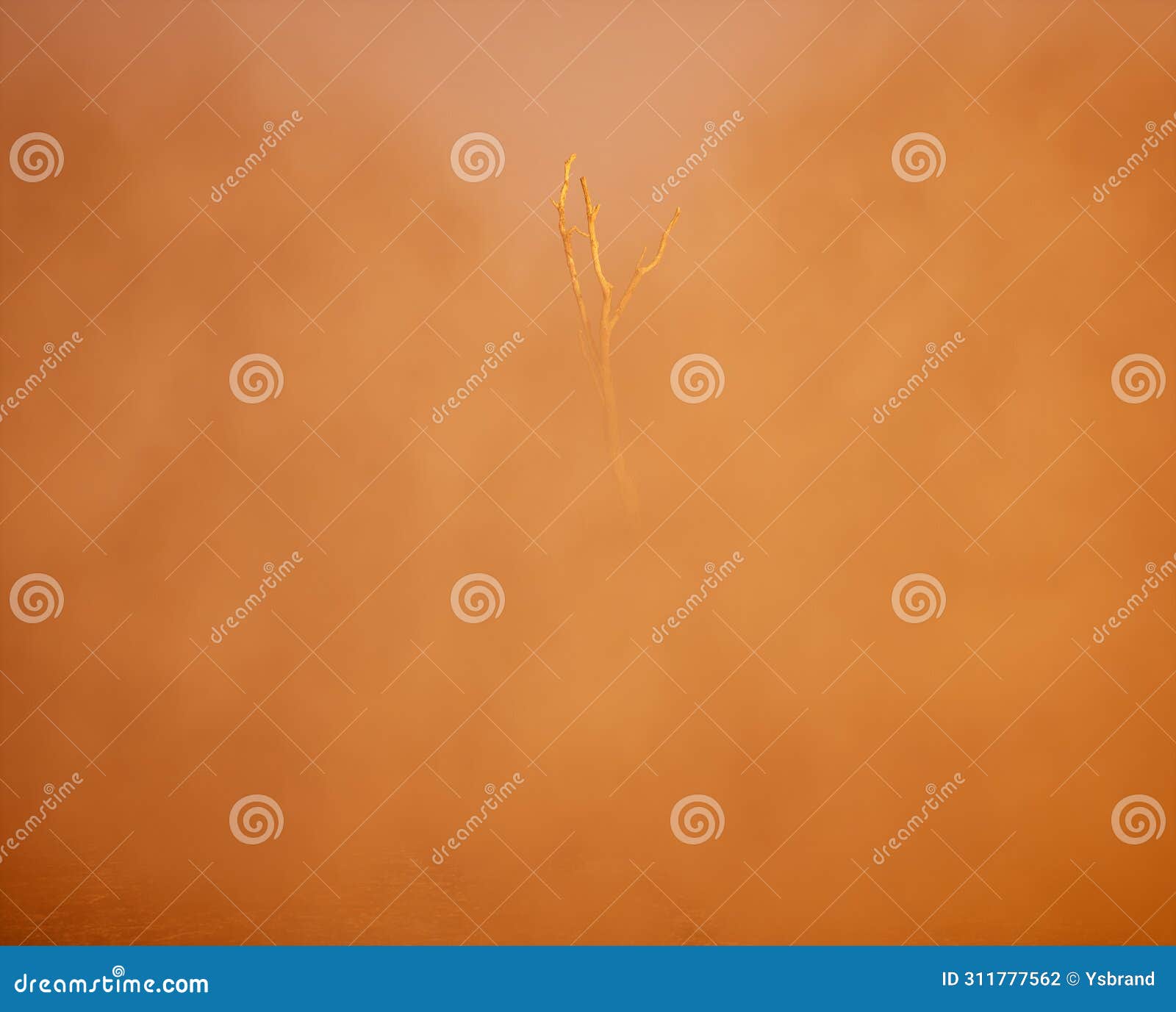 Solitary Dead Tree in Mist on Forest Ground. Stock Photo - Image of ...