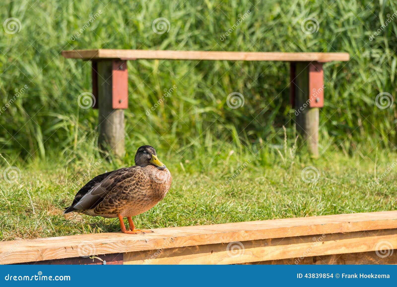 Solitary duck by bench stock photo. Image of brown, peaceful - 43839854