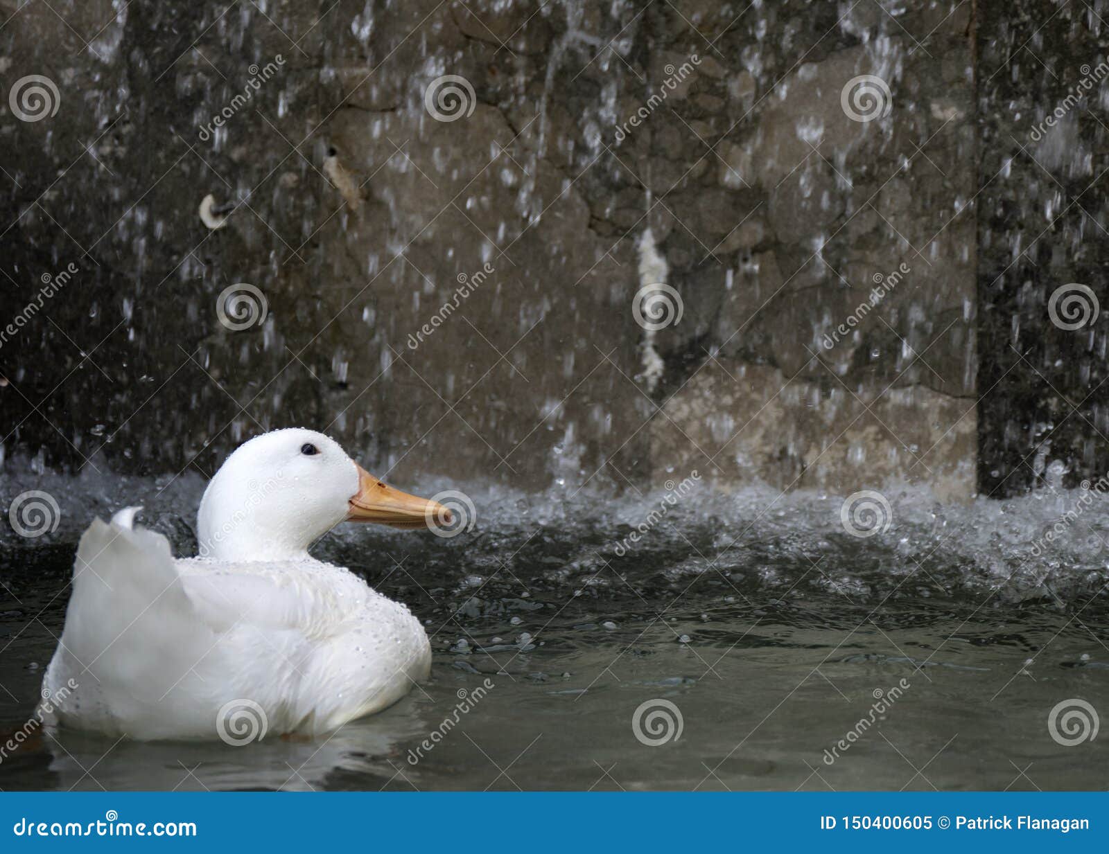 A Solitary Duck Under a Waterfall Stock Image - Image of water ...