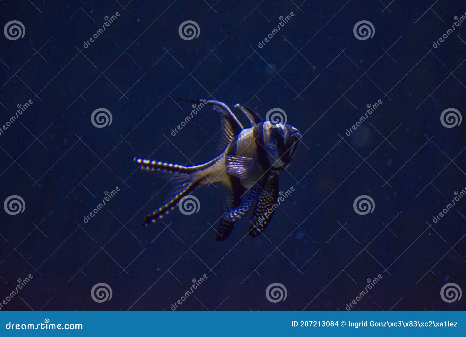 Solitary Fish in an Empty Aquarium Tank. Stock Photo - Image of text ...