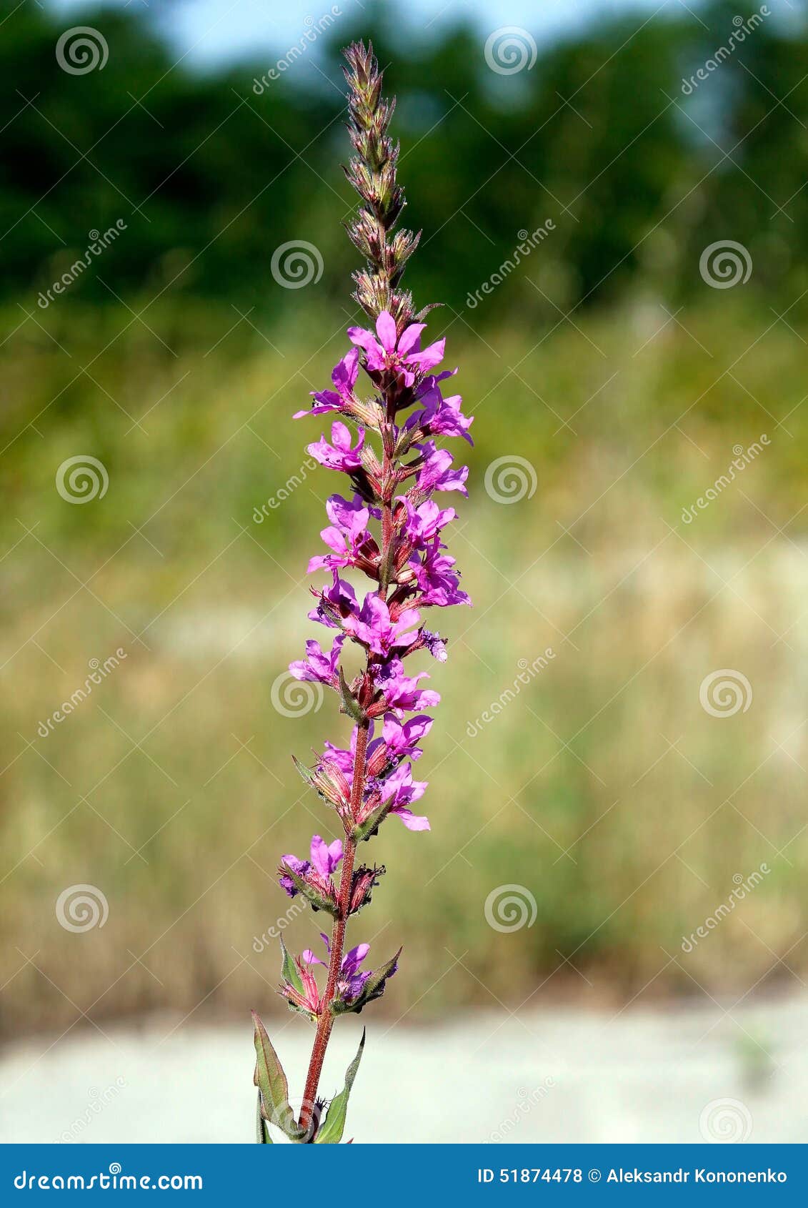 Solitary flower stock photo. Image of field, sheet, background - 51874478