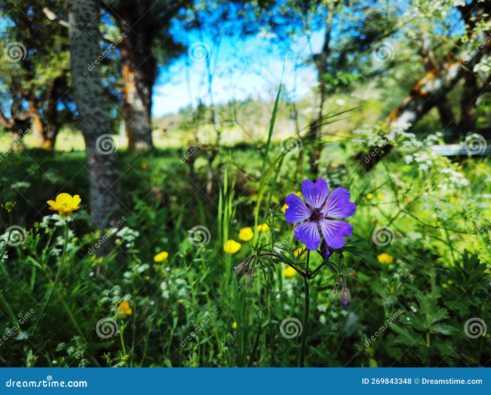 Solitary flower stock photo. Image of nature, shrub - 269843348