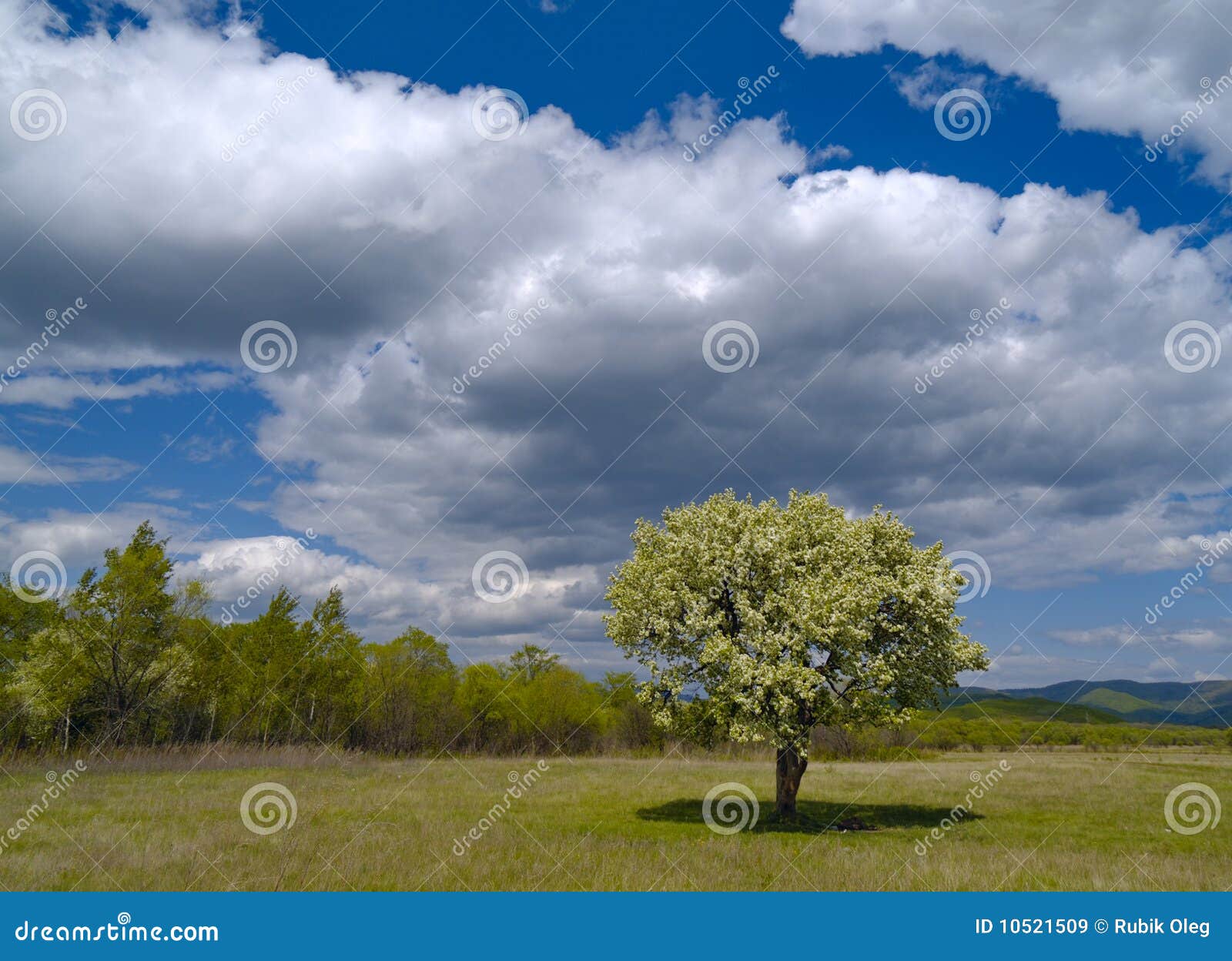 The Solitary Flowering Tree and Cloudy Sky Stock Image - Image of herb ...