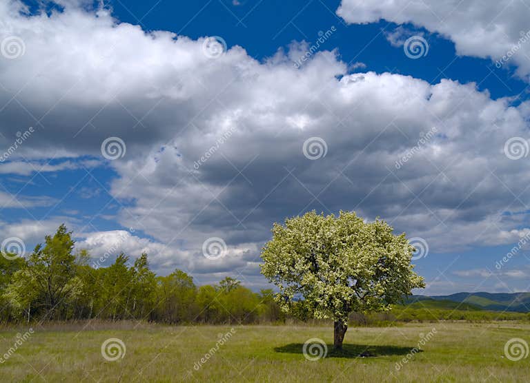 The Solitary Flowering Tree and Cloudy Sky Stock Image - Image of herb ...