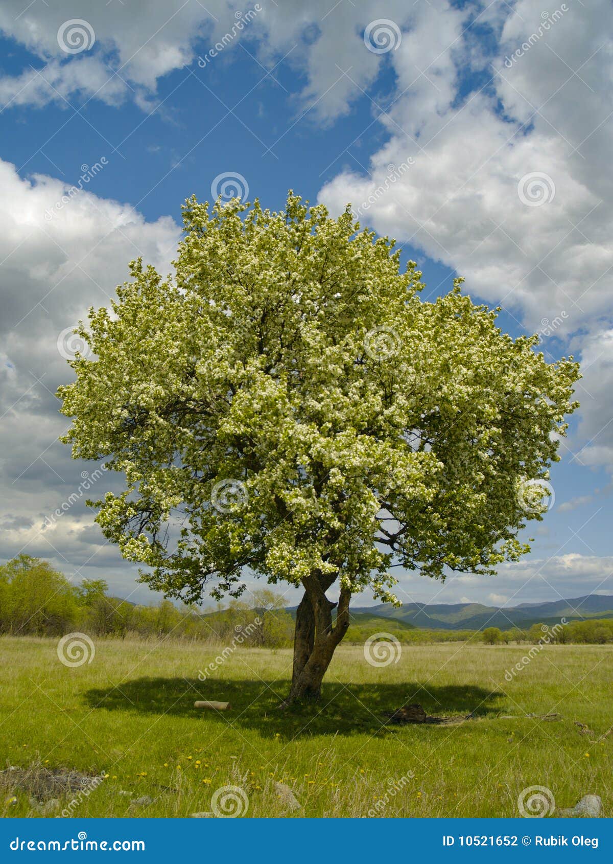 The Solitary Flowering Tree and Cloudy Sky Stock Photo - Image of wood ...