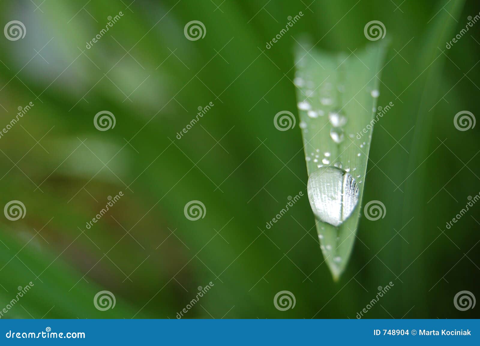 6,070 Grass Drip Stock Photos - Free & Royalty-Free Stock Photos from ...