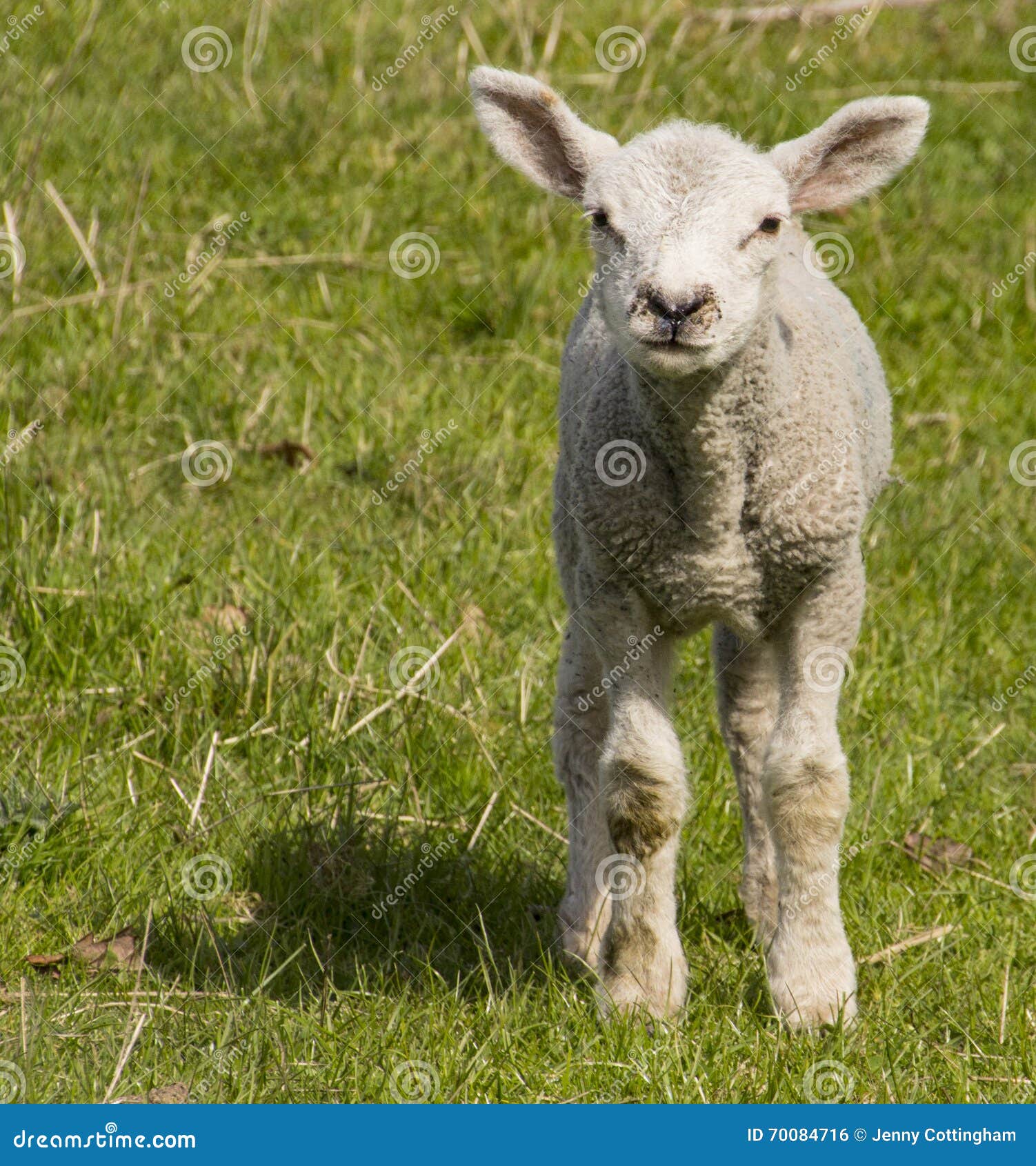 Solitary Lamb in Field in Spring Stock Photo - Image of little, lamb ...