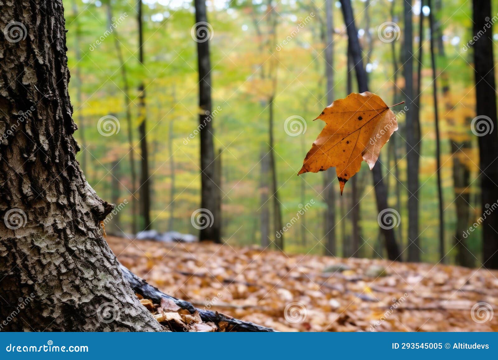 A Solitary Leaf Falling from Tree in a Forest Stock Image - Image of ...