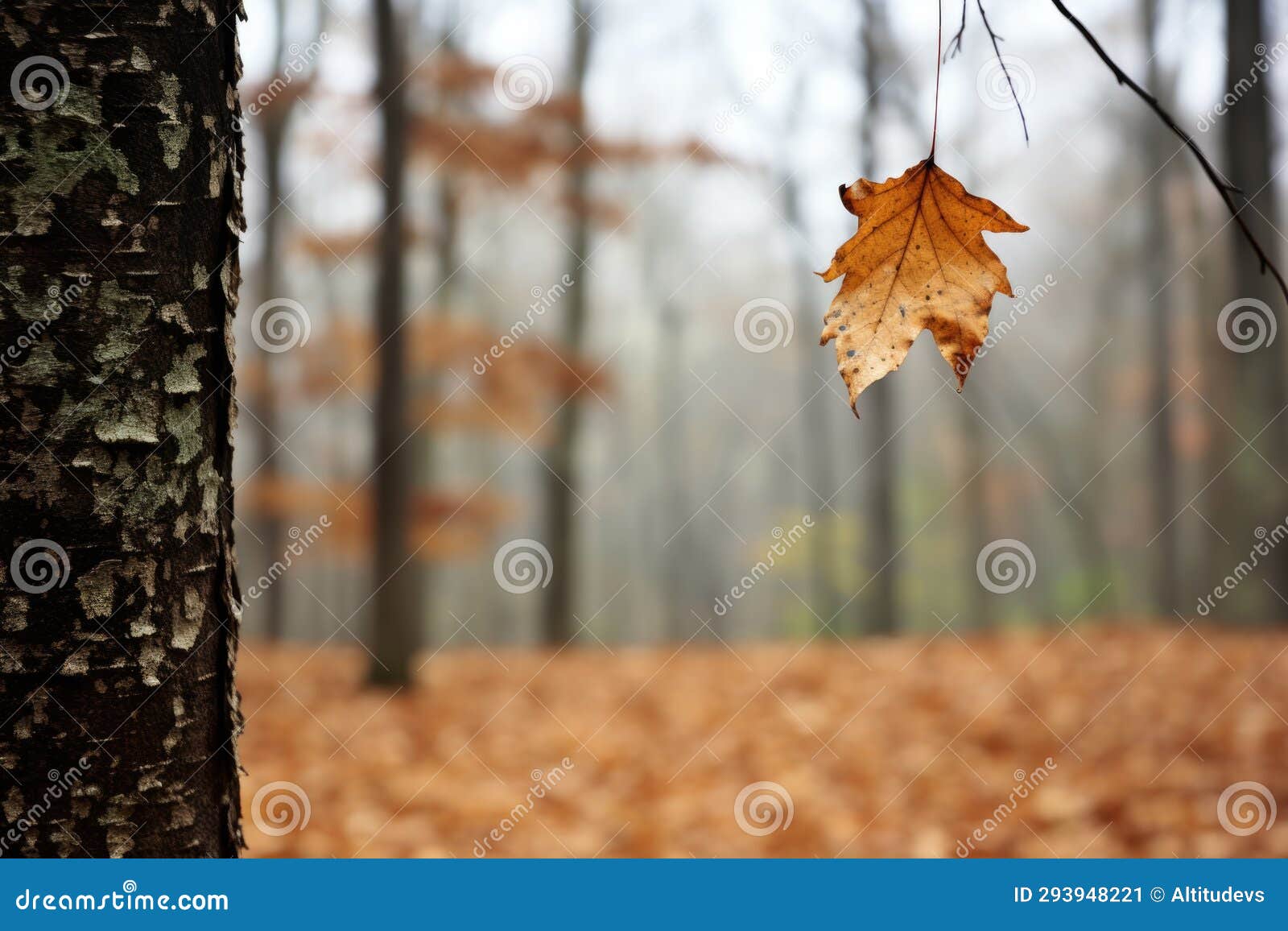 A Solitary Leaf Falling from Tree in a Forest Stock Image - Image of ...