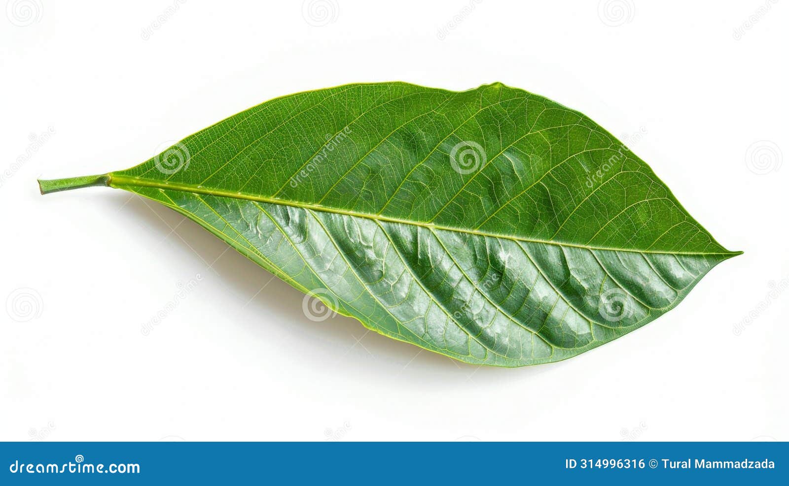 A Single Leaf on a Plain White Background Stock Photo - Image of ...