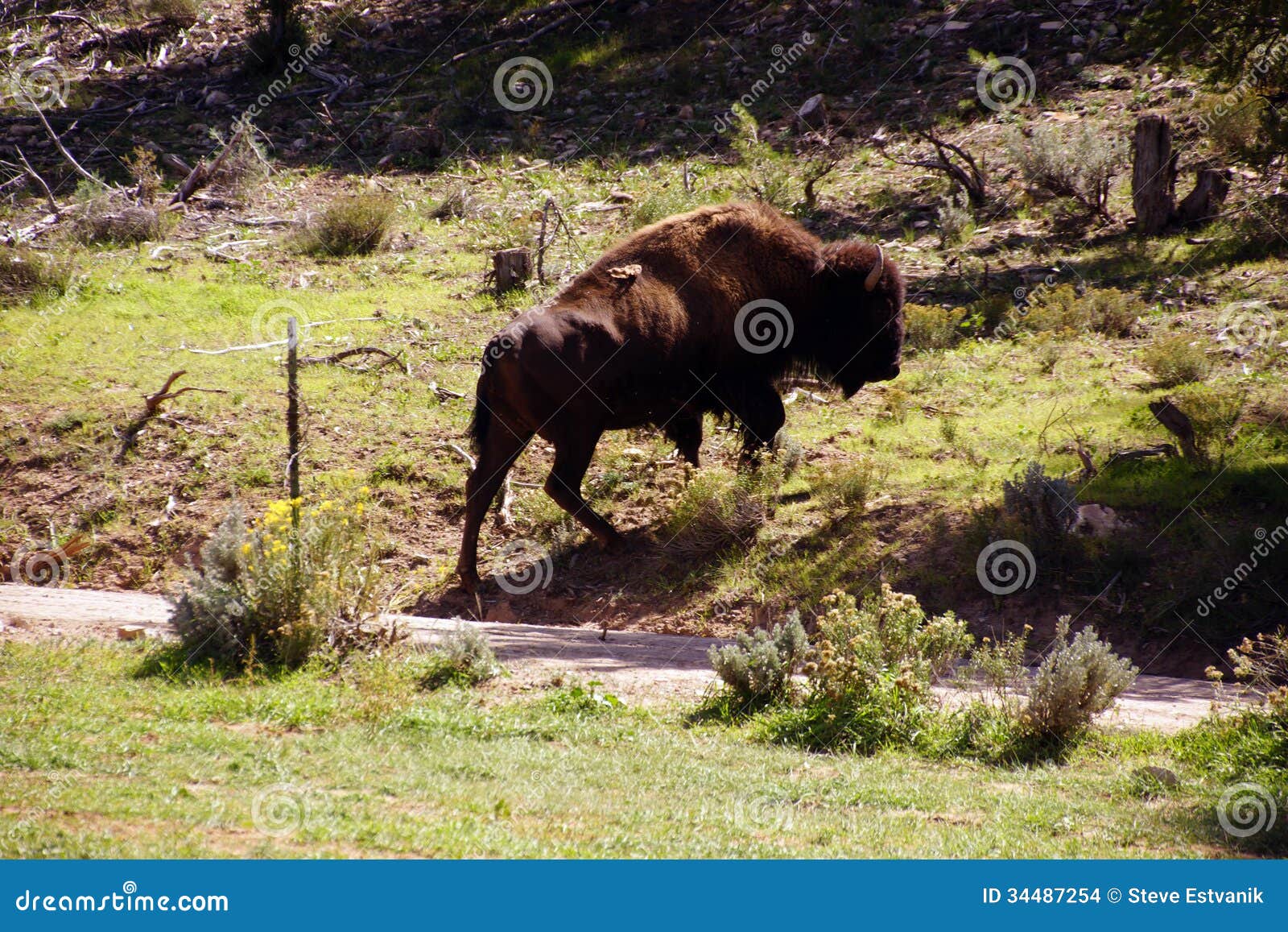 Solitary male bison stock photo. Image of bison, meadow - 34487254