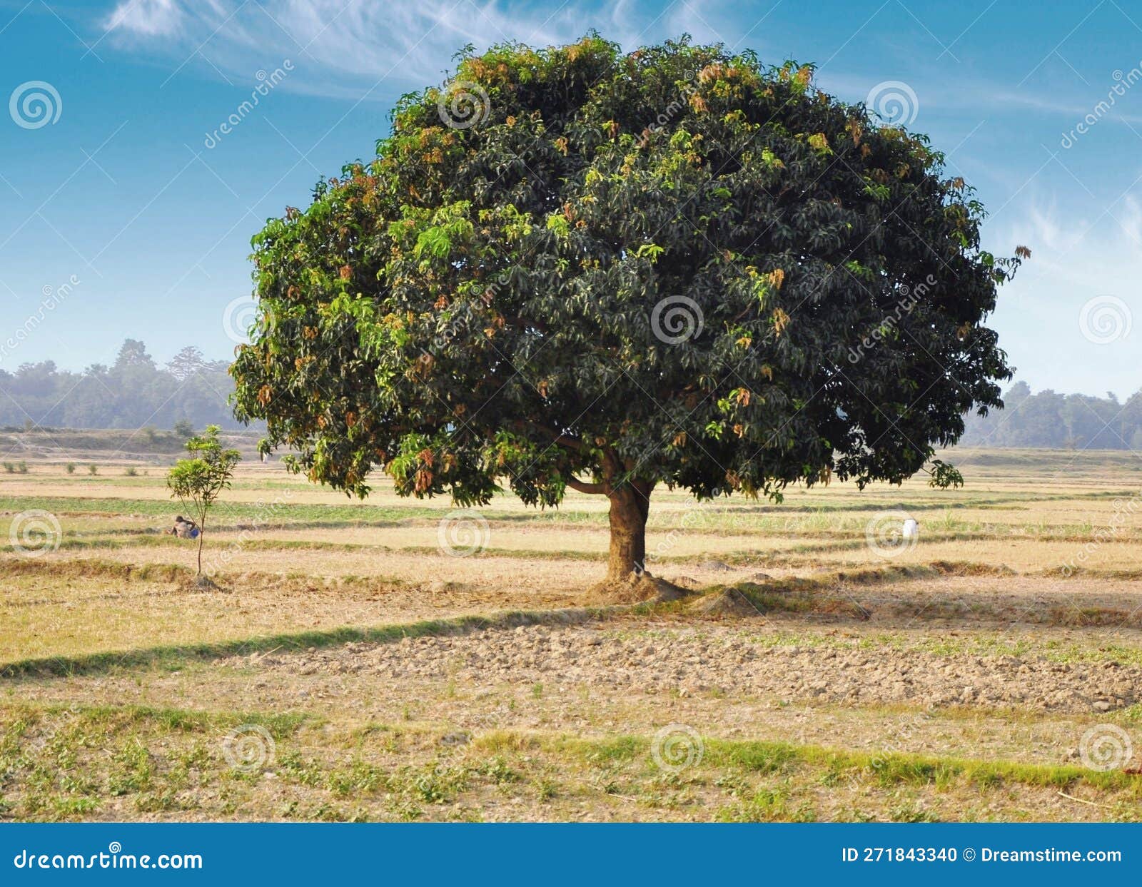 A Solitary Mango Tree in Vast Fields Stock Photo - Image of lone ...