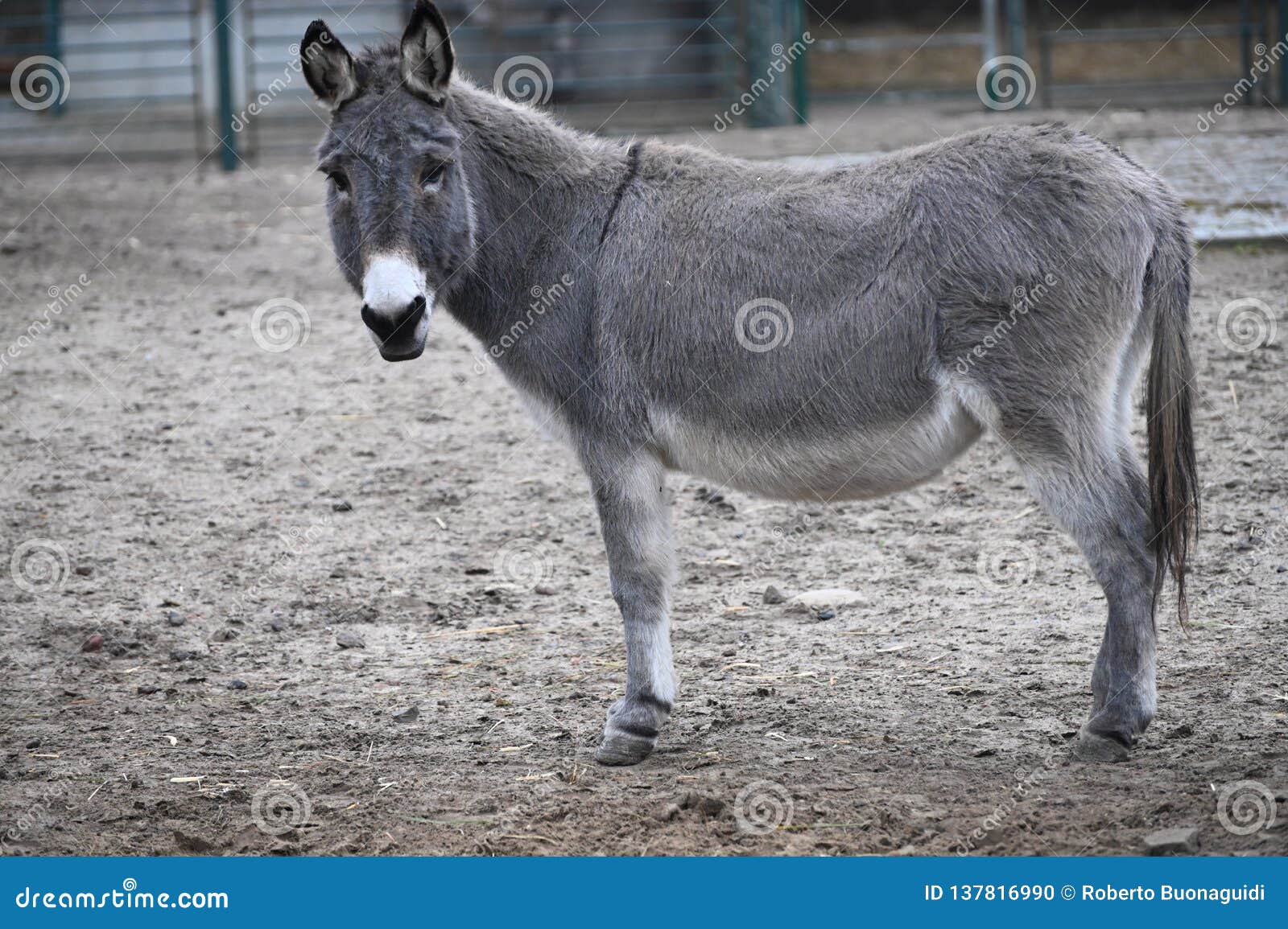 A mule in the farm stock photo. Image of outdoor, donkey - 137816990