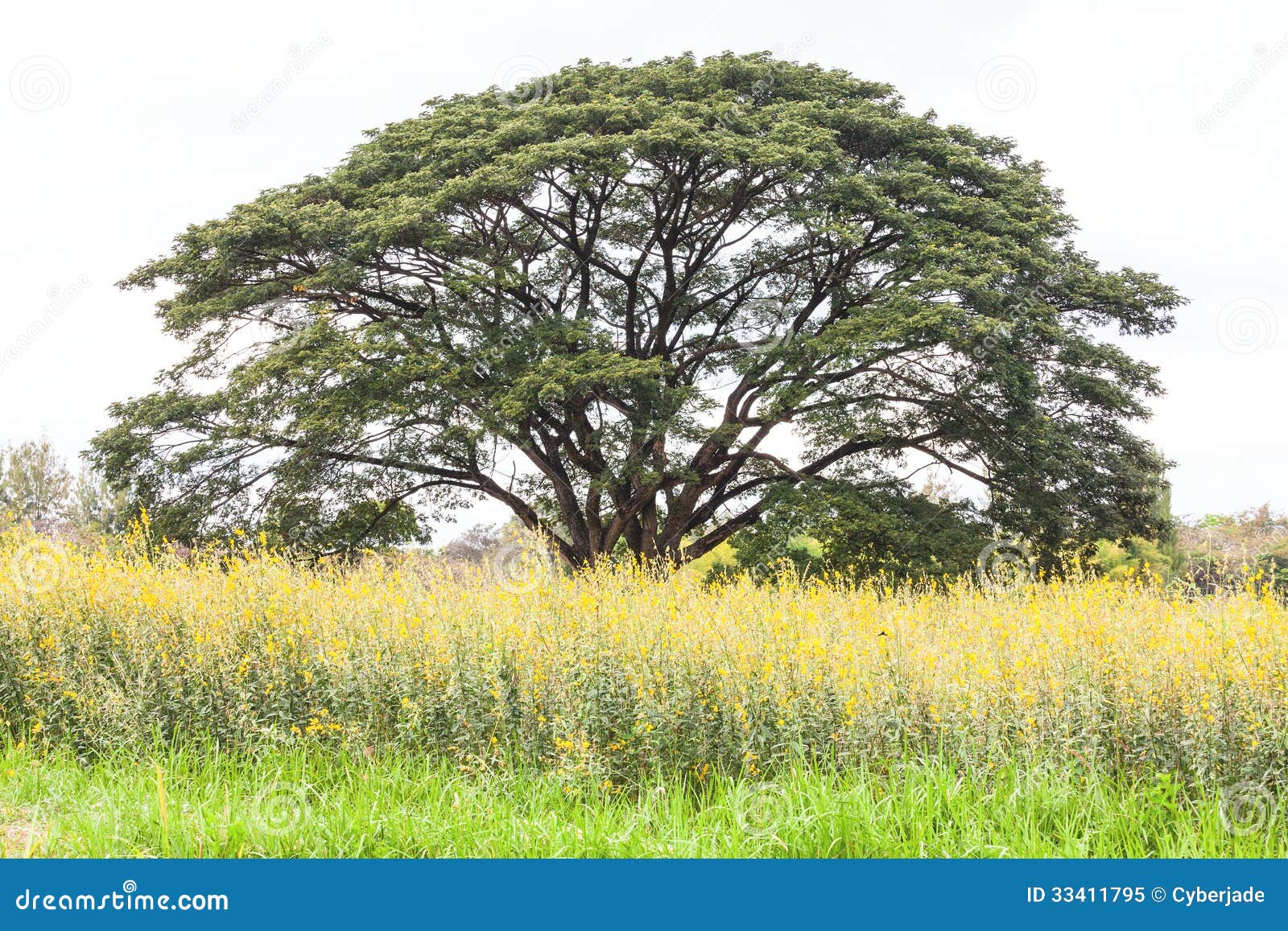 Solitary Oak tree stock image. Image of rural, farming - 33411795