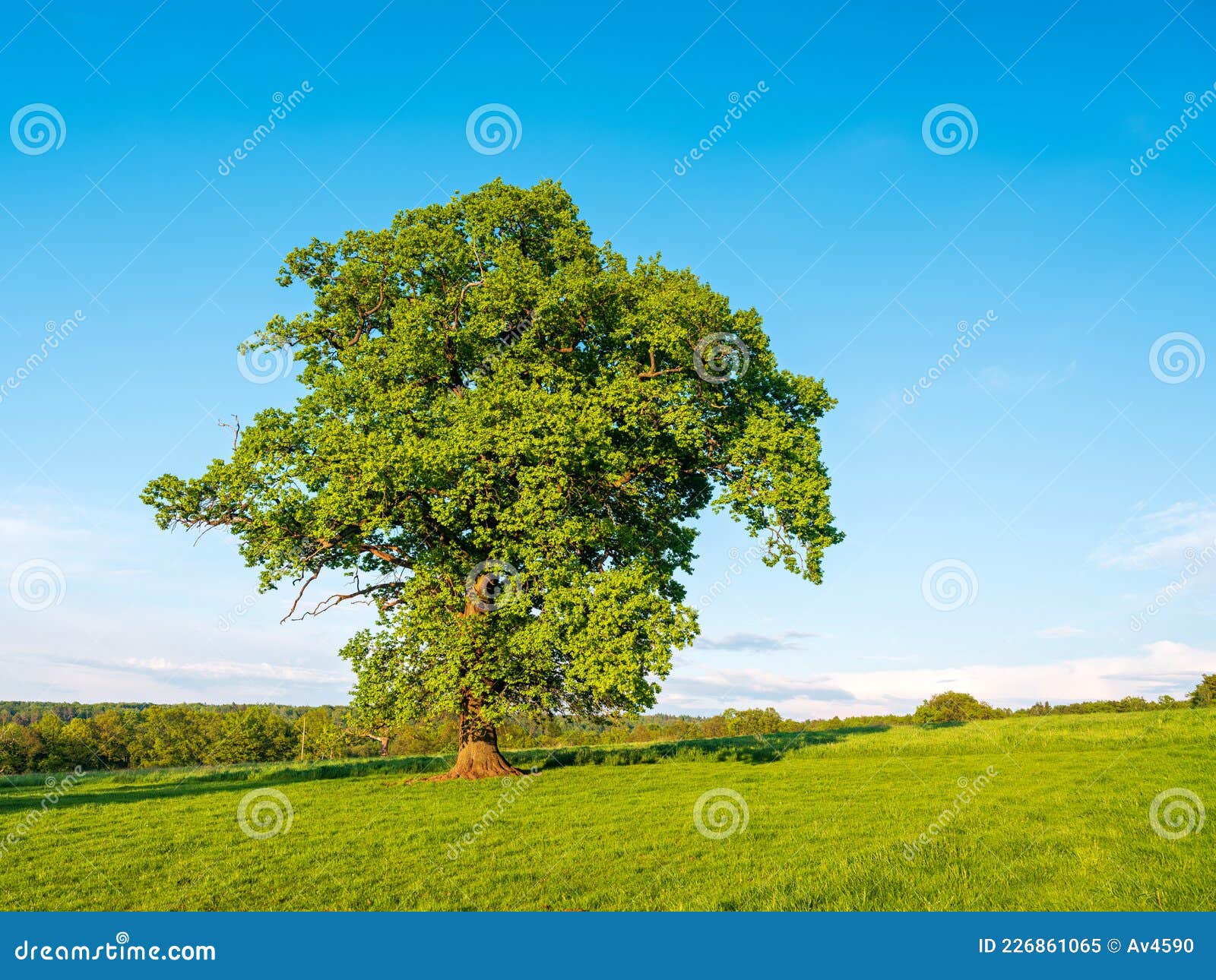Solitary Oak Tree in Green Field Under Blue Sky in Spring Stock Image ...