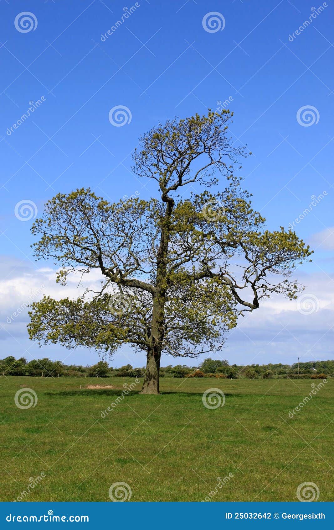 Solitary Oak Tree at Springtime in Field. Stock Photo - Image of ...