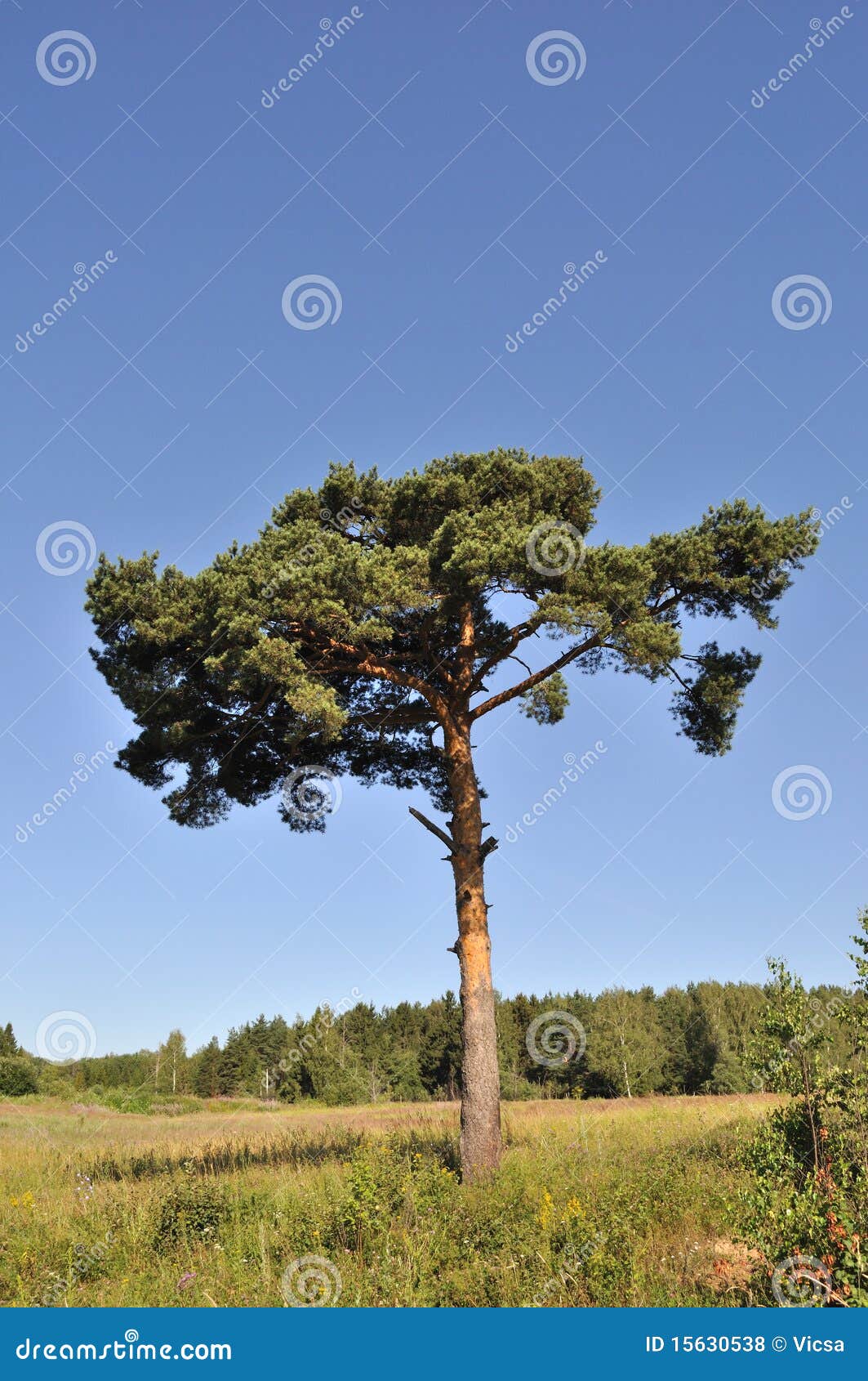 Solitary Pine Tree at Forest Edge Stock Photo - Image of environment ...