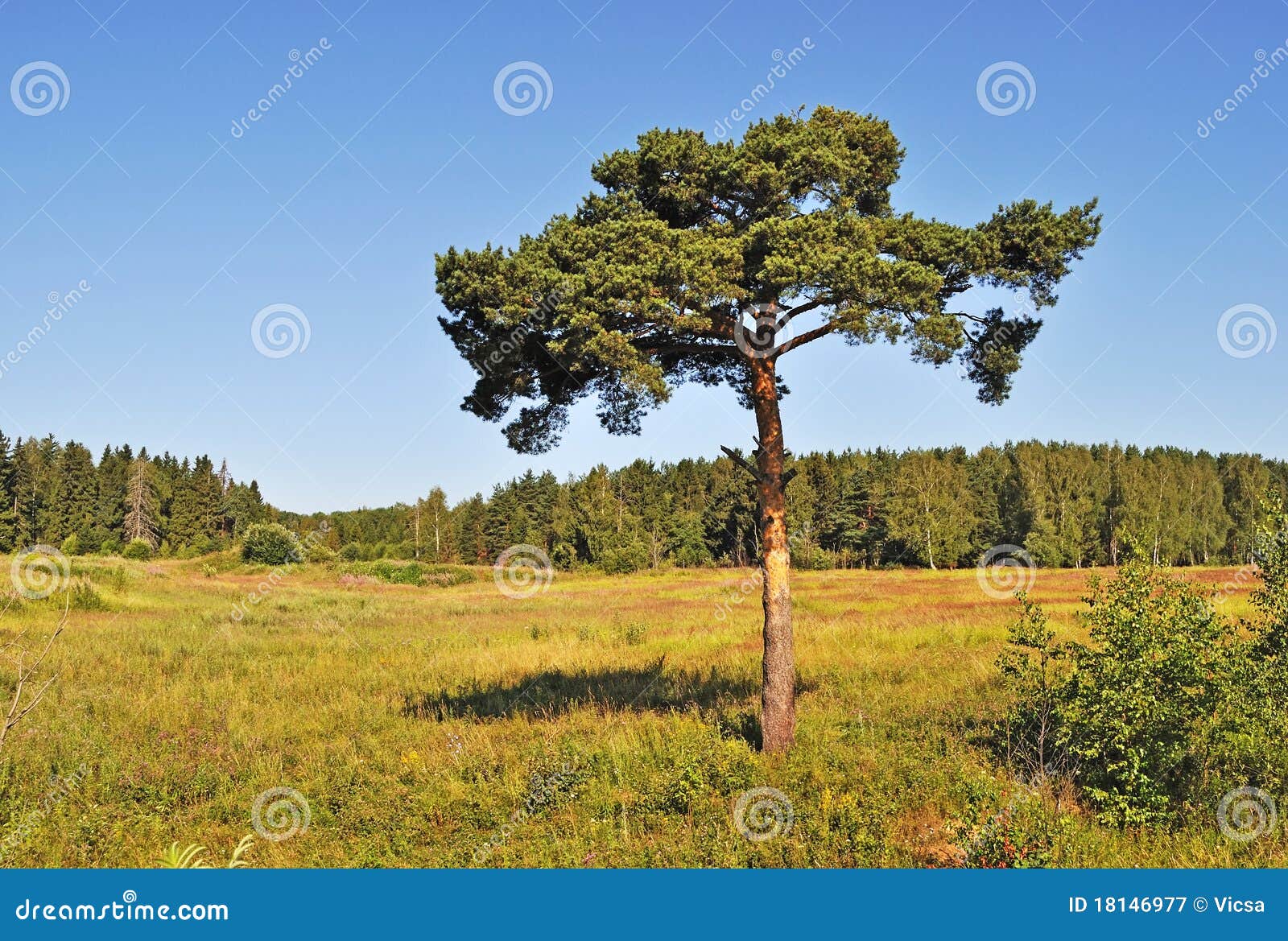 Solitary Pine Tree at Forest Edge Stock Image - Image of grass ...