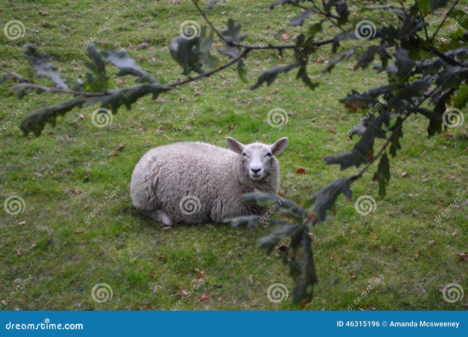 Solitary Resting Sheep stock photo. Image of llewelyn - 46315196