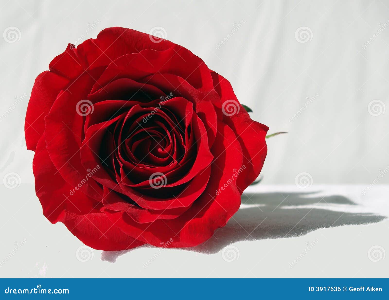 246 Rose Laying Down Stock Photos - Free & Royalty-Free Stock Photos ...