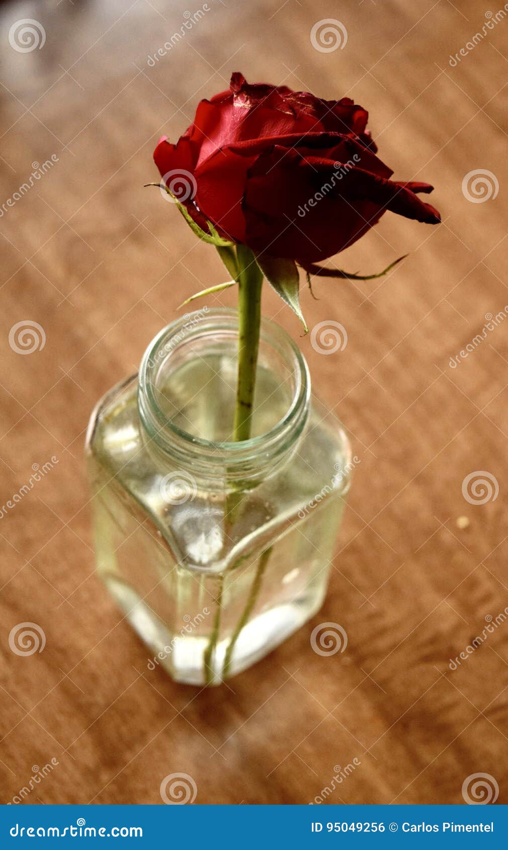 Solitary Red Rose stock photo. Image of single, solitary - 95049256
