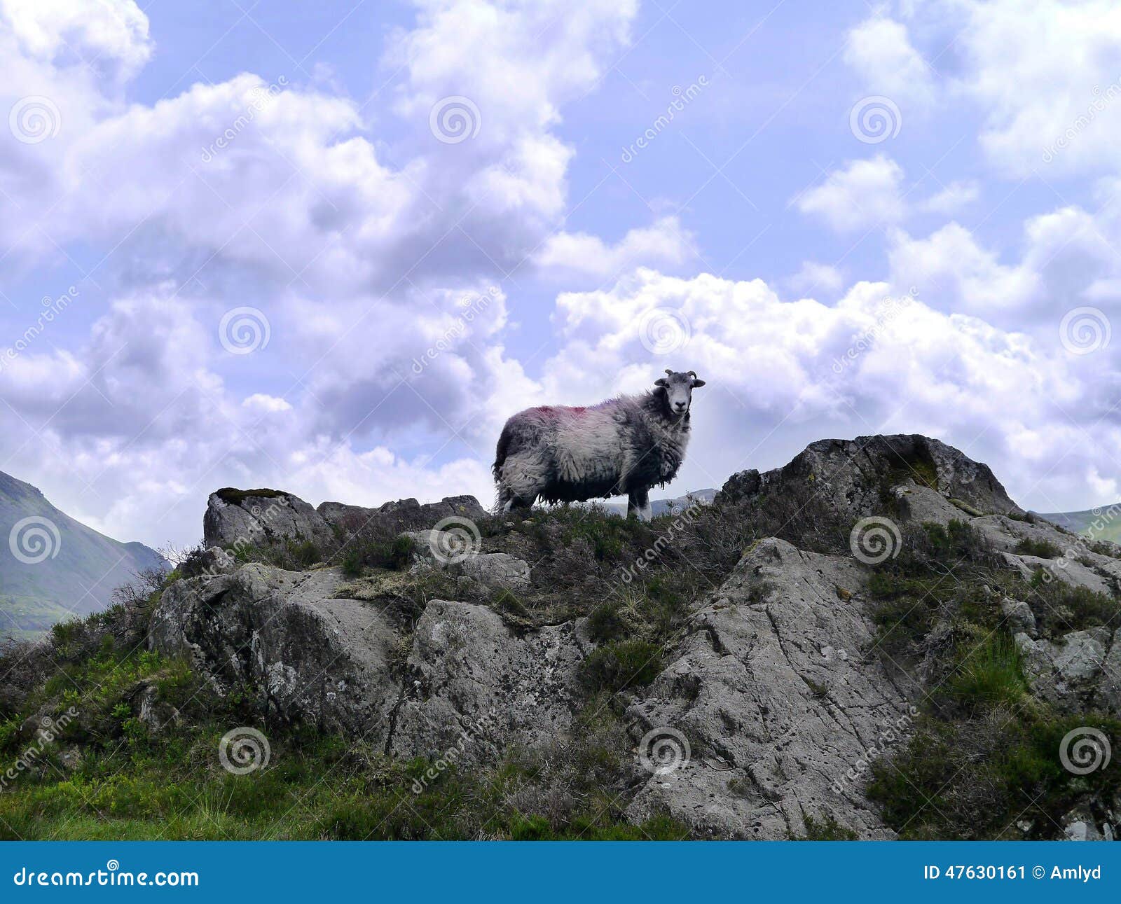 Solitary Sheep Posing on Rock Stock Image - Image of instinct ...