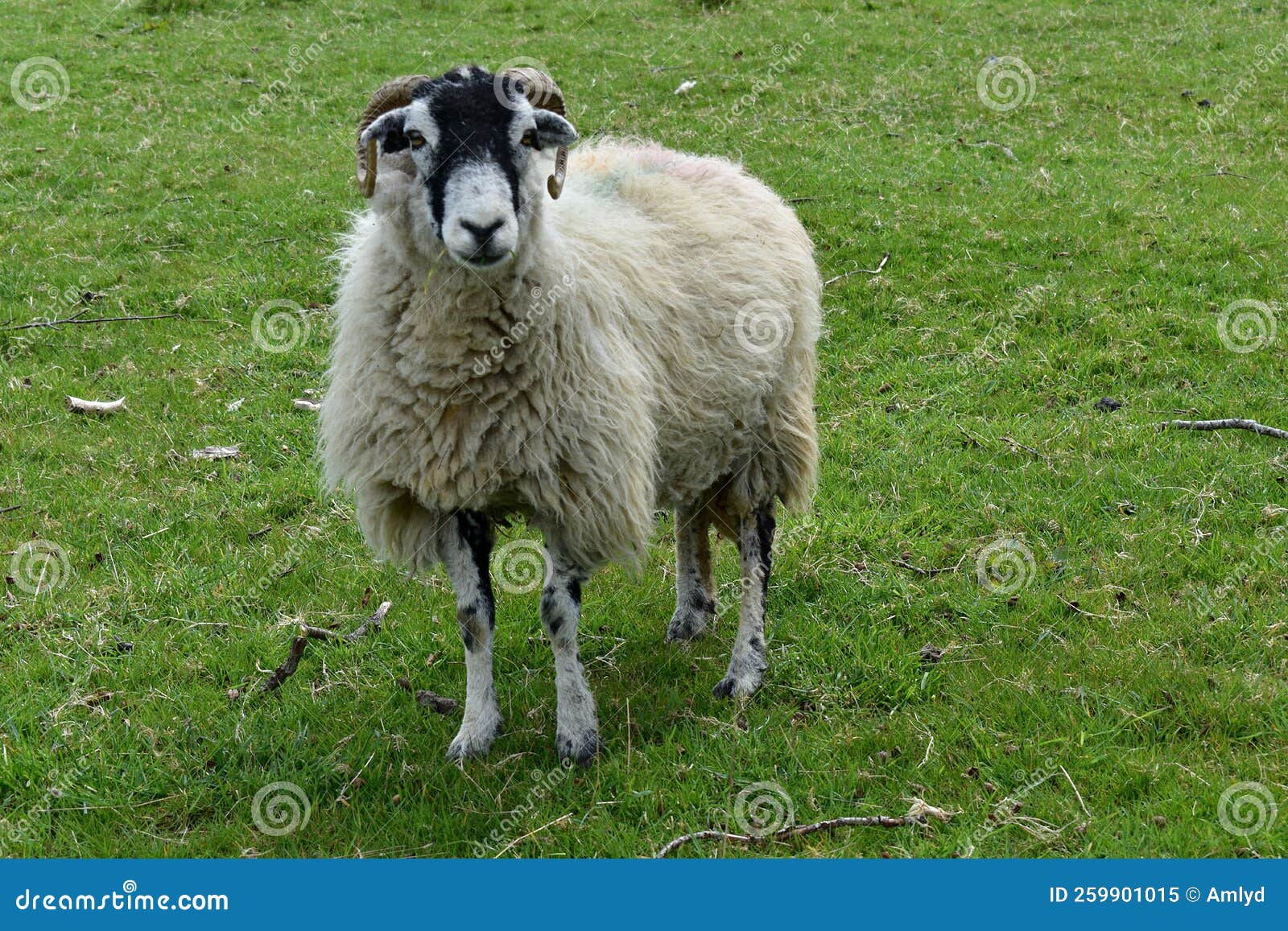 Friendly sheep stock image. Image of farming, bank, countryside - 259901015