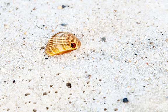 Solitary Seashell stock photo. Image of nature, outdoors - 278009750