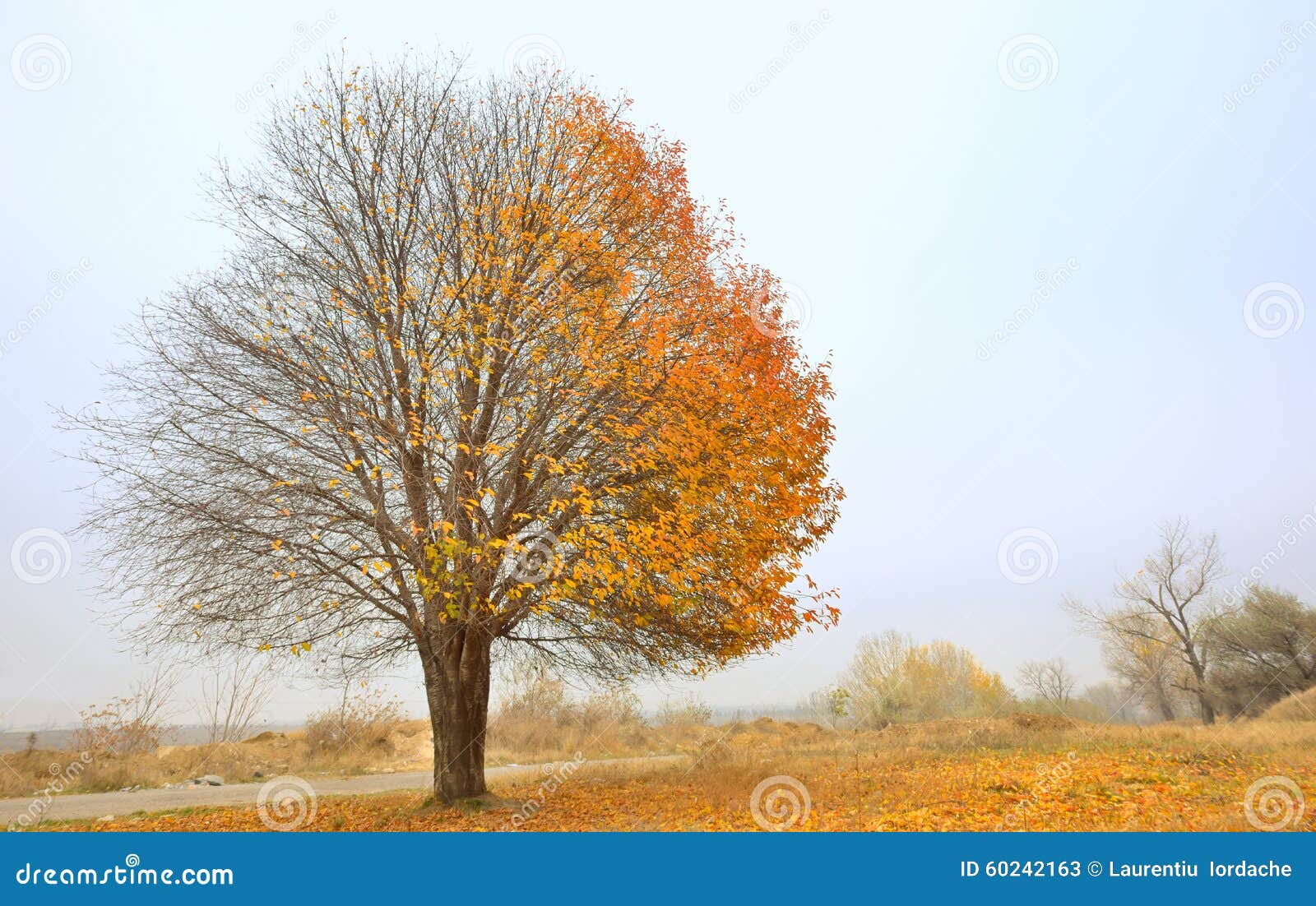 Solitary Single Tree stock image. Image of green, isolated - 60242163