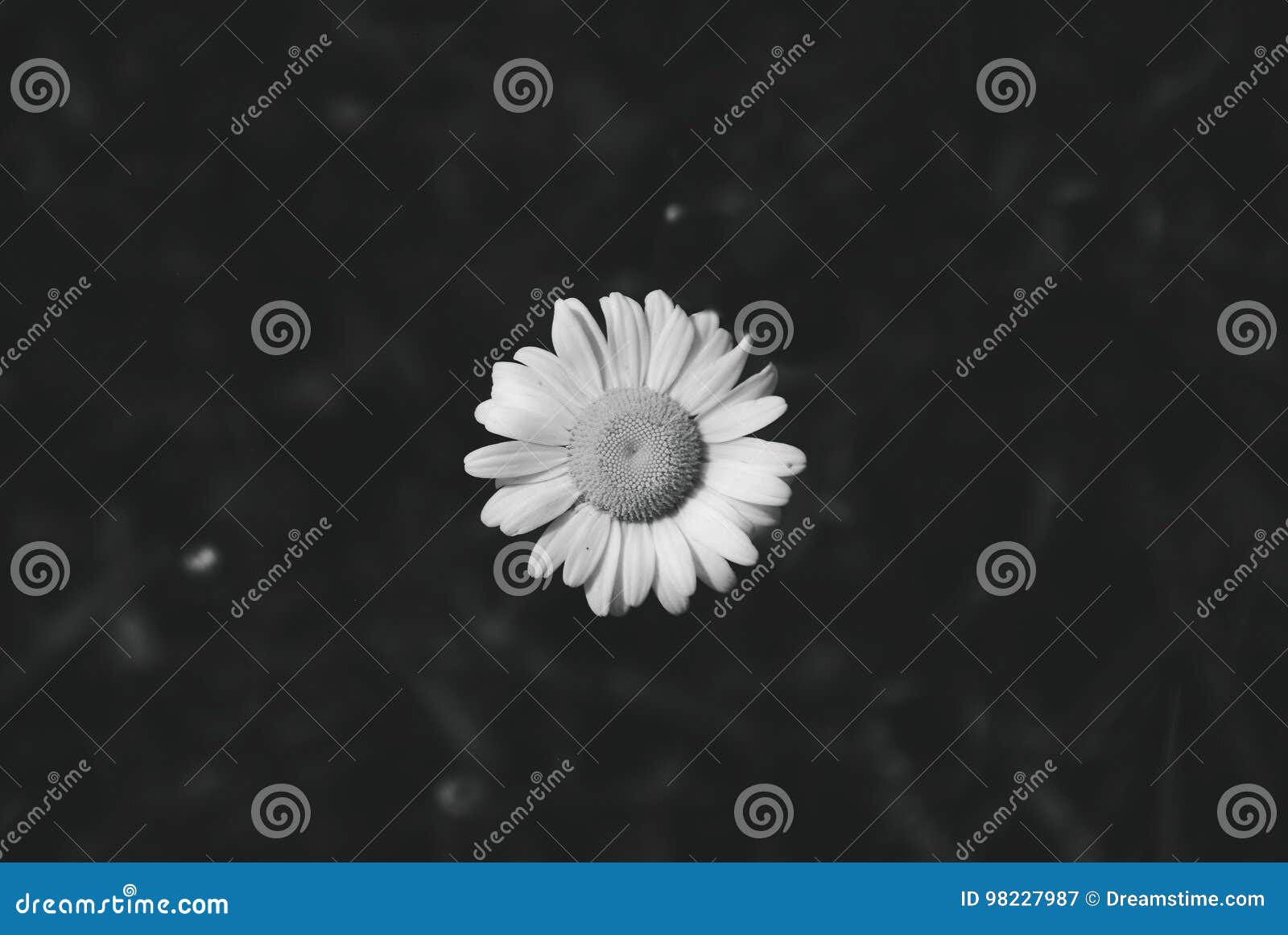 Singularflower Stock Photos - Free & Royalty-Free Stock Photos from ...