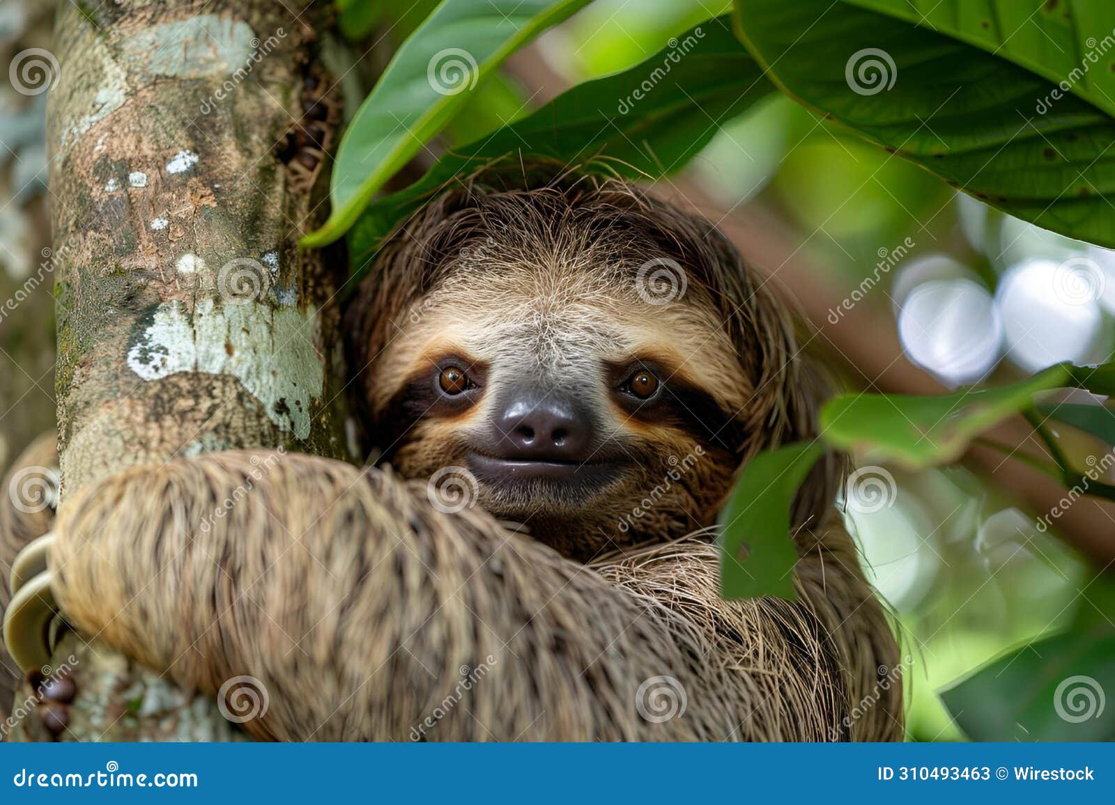 Solitary Sloth Resting on a Tree Branch, AI-generated. Stock ...