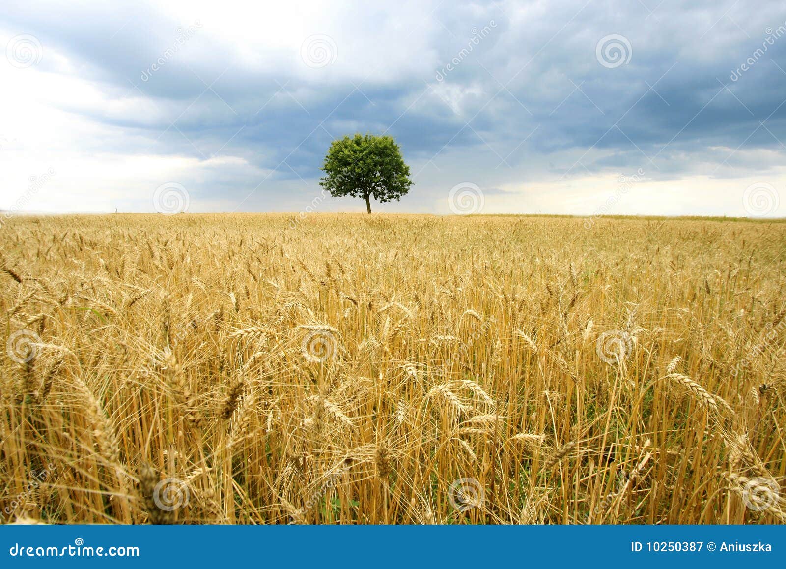 Solitary tree stock image. Image of field, farming, color - 10250387